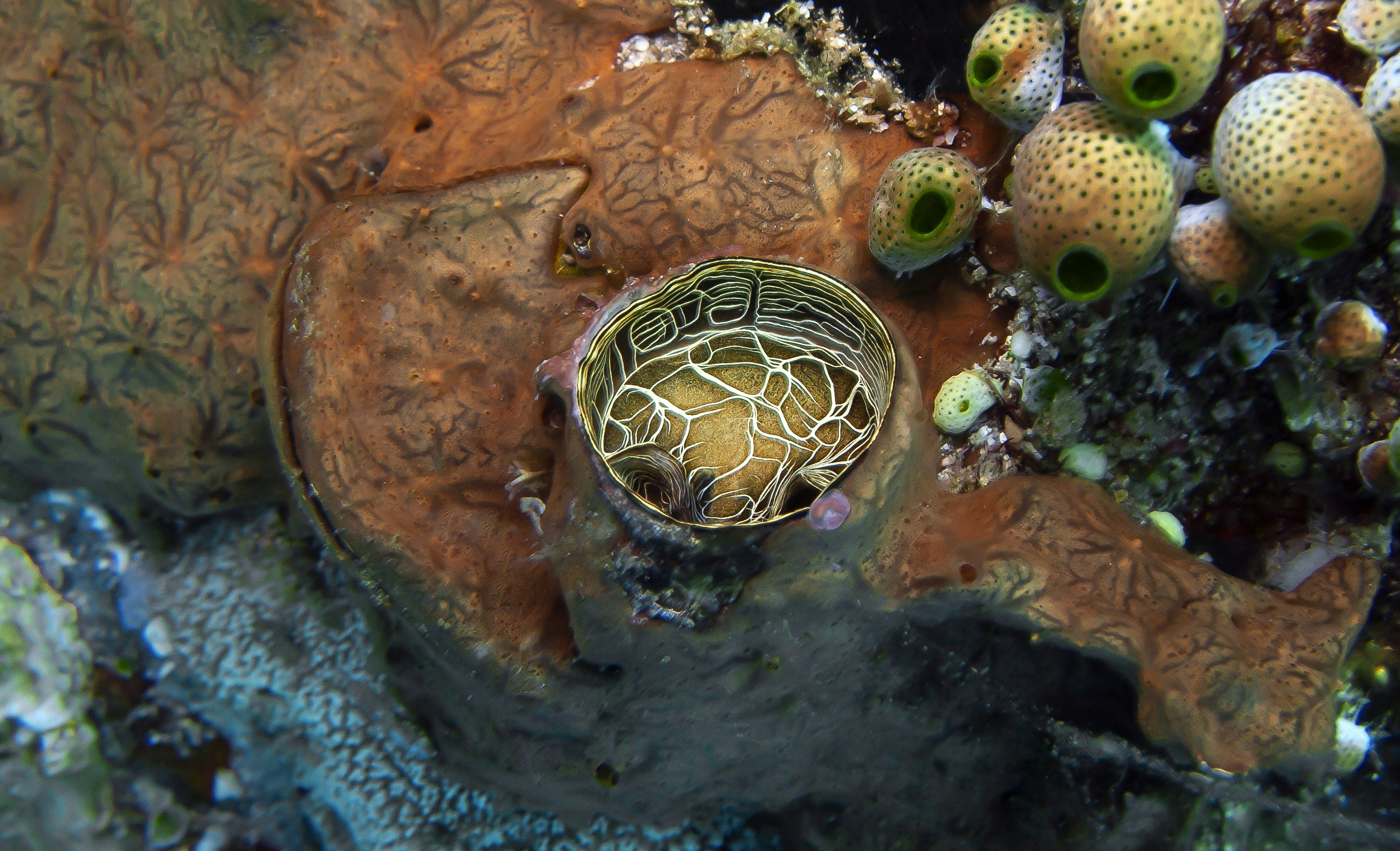 a sea turtle sitting on top of a coral