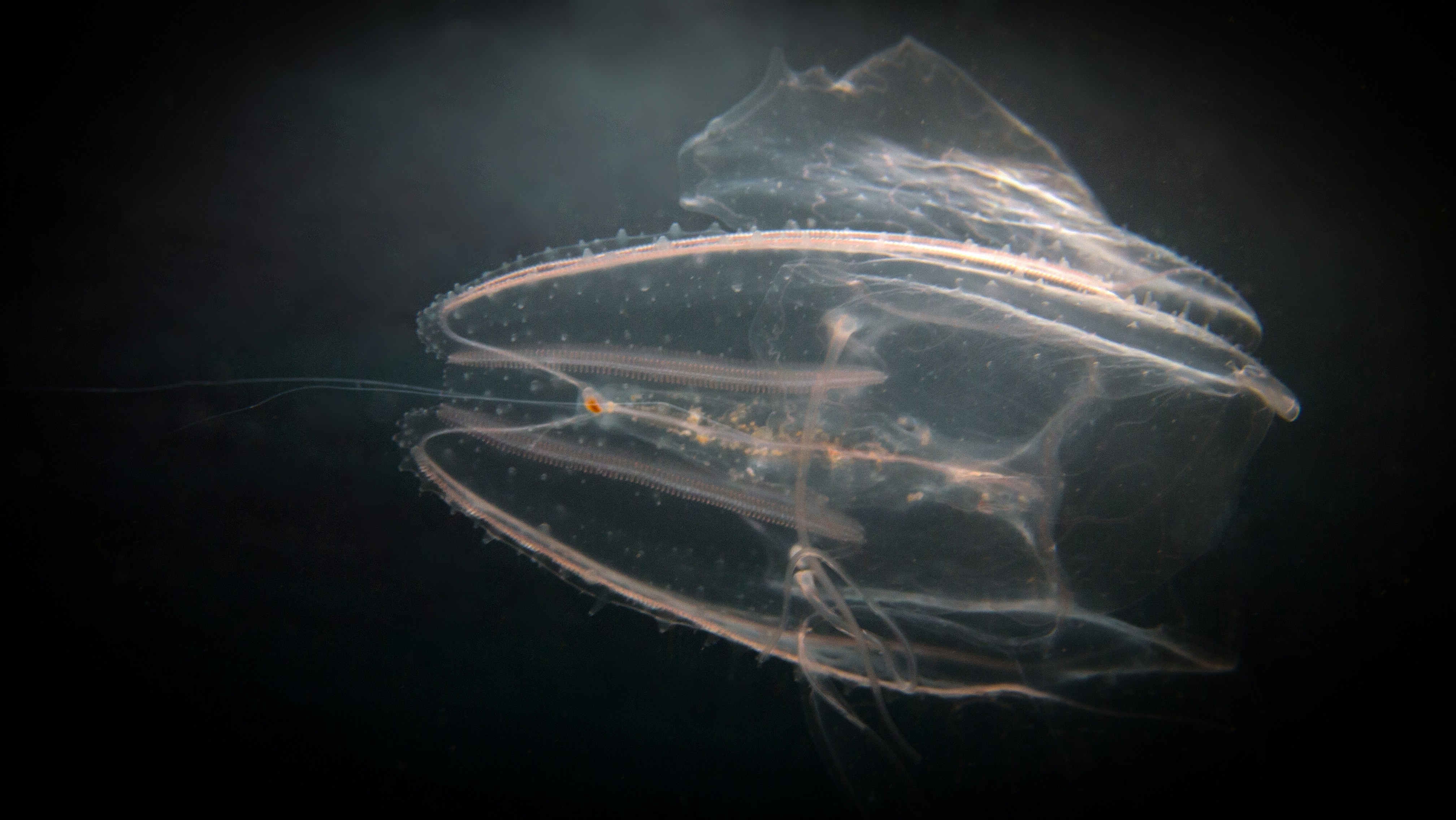 Zooplankton Pictures | Download Free Images on Unsplash