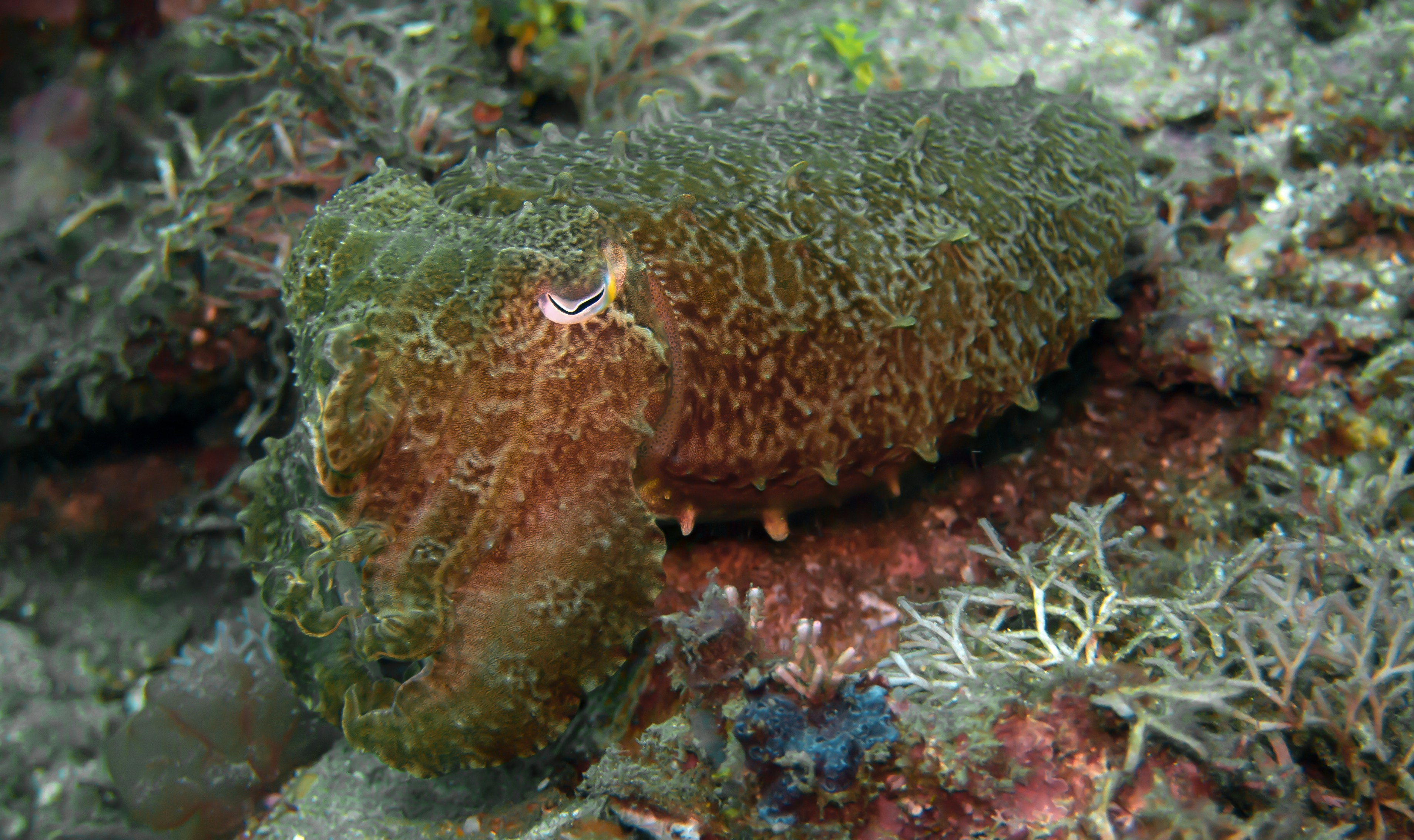 Cuttlefish Pictures | Download Free Images on Unsplash