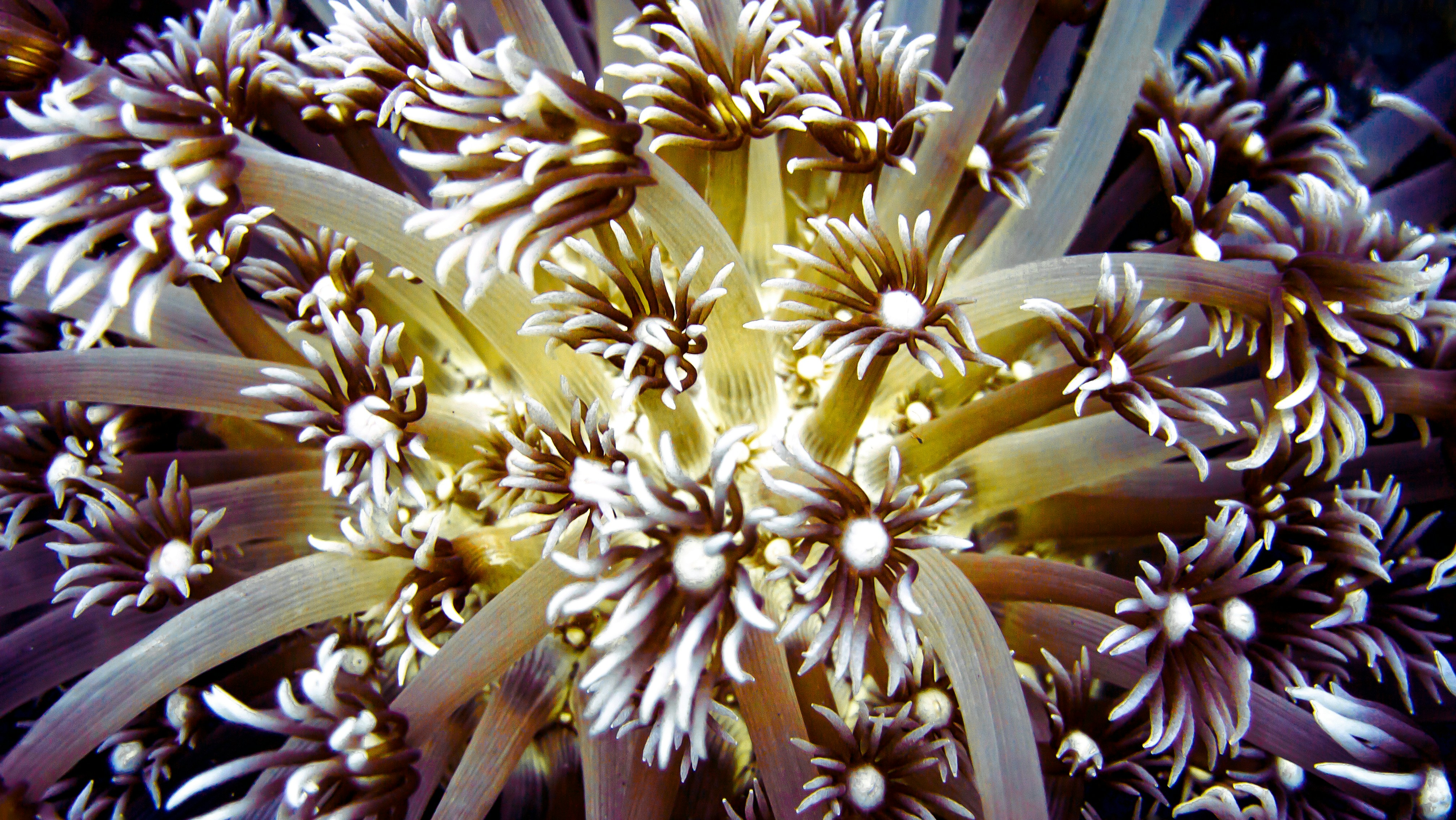 Close-up macro of a starburst flower, revealing dense centers and slender petals with pale yellow and purple tones. The image emphasizes the intricate texture and symmetry of the bloom.