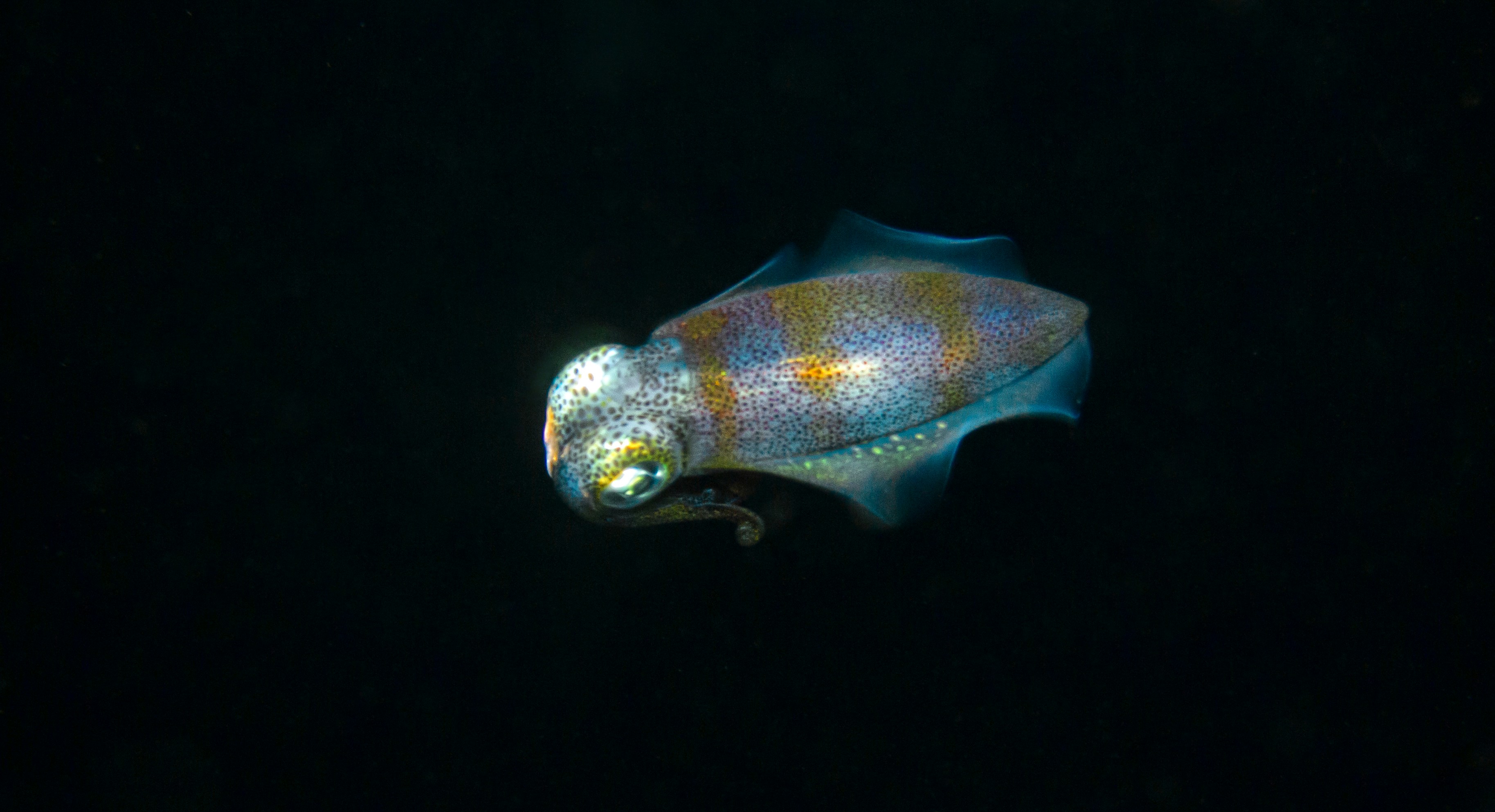 Luminous Octopod in the Abyss