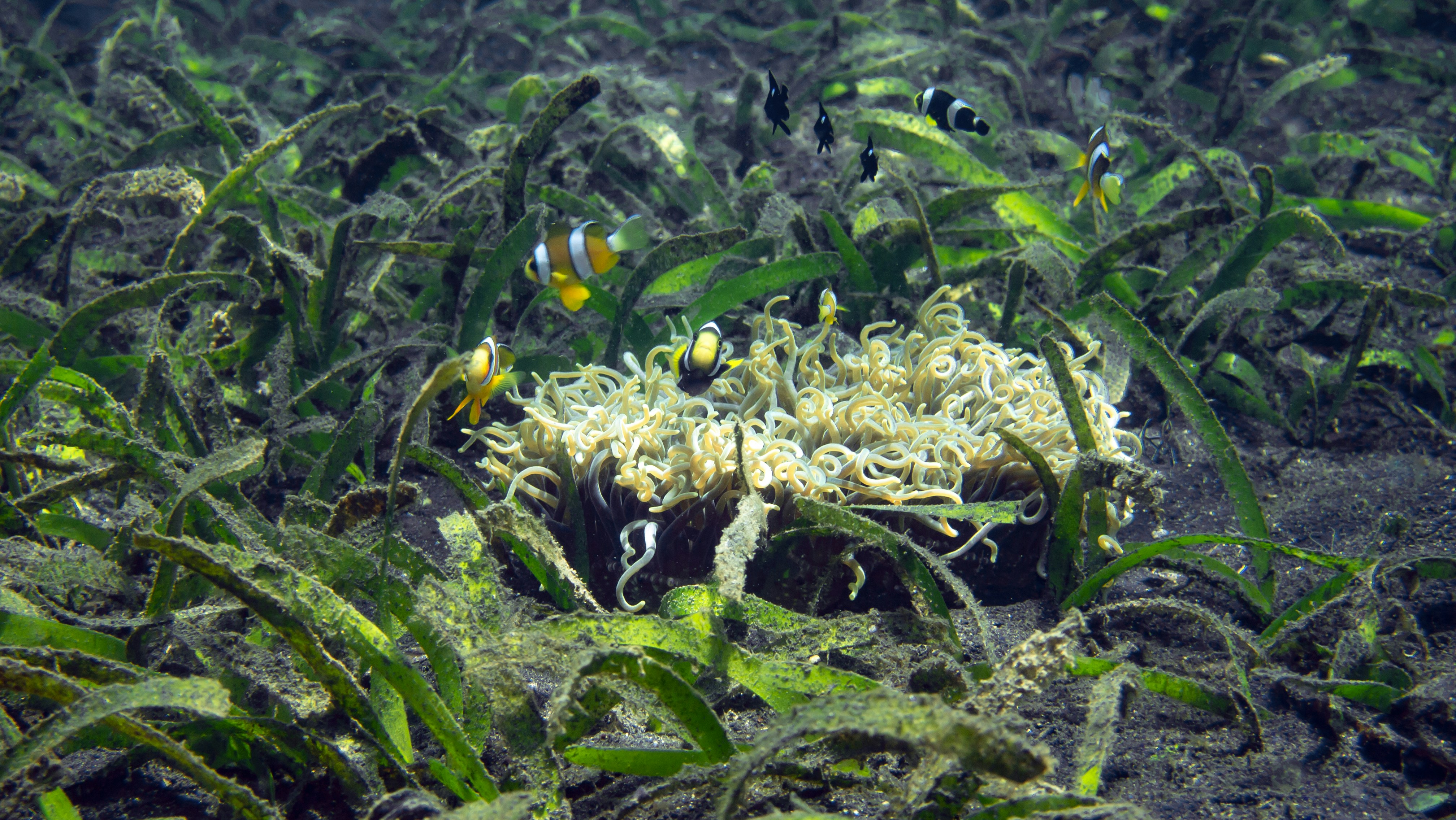 Striped Reef Dancers Around a White Anemone Garden