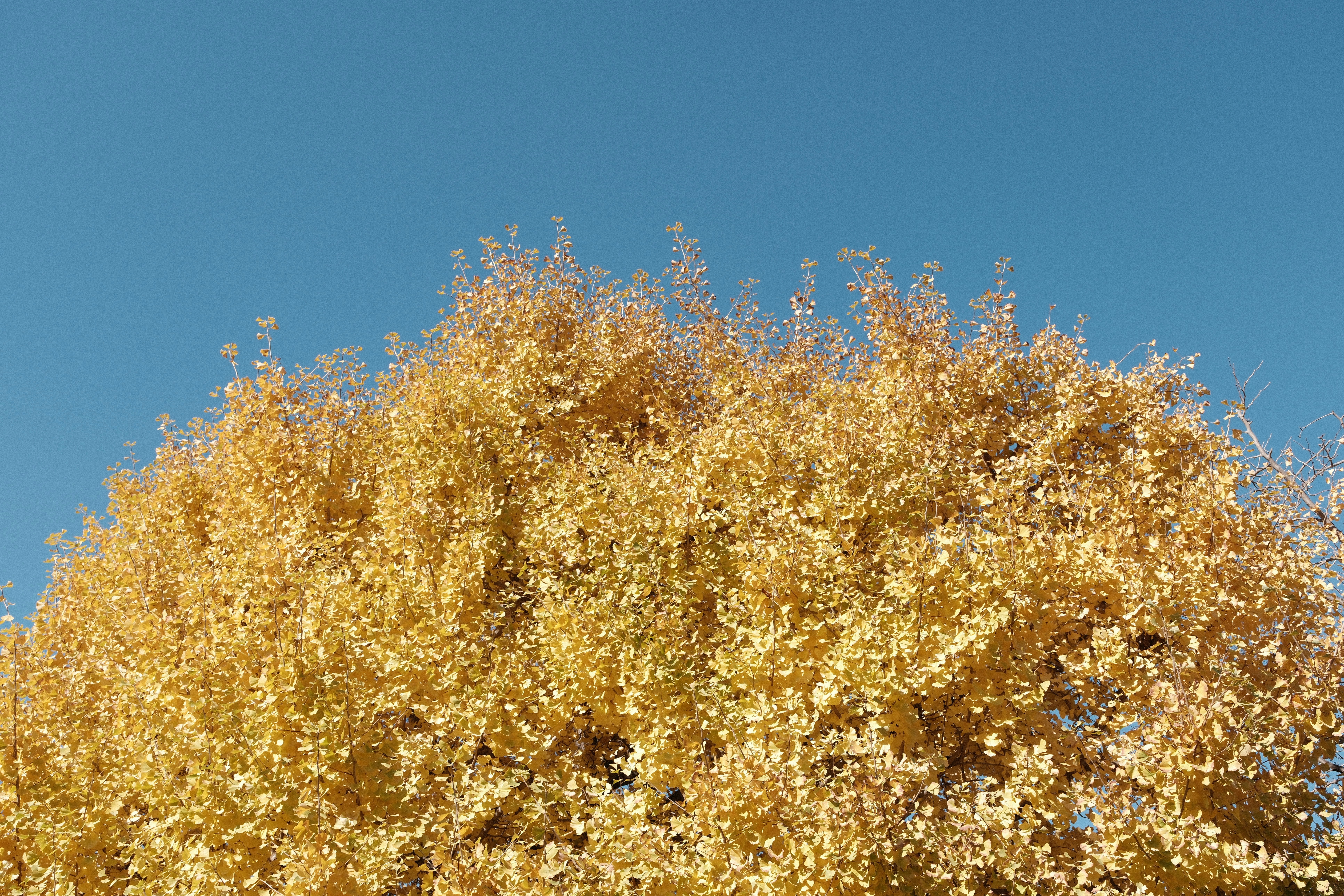 Gold Crown Under a Cerulean Sky: Autumn Canopy