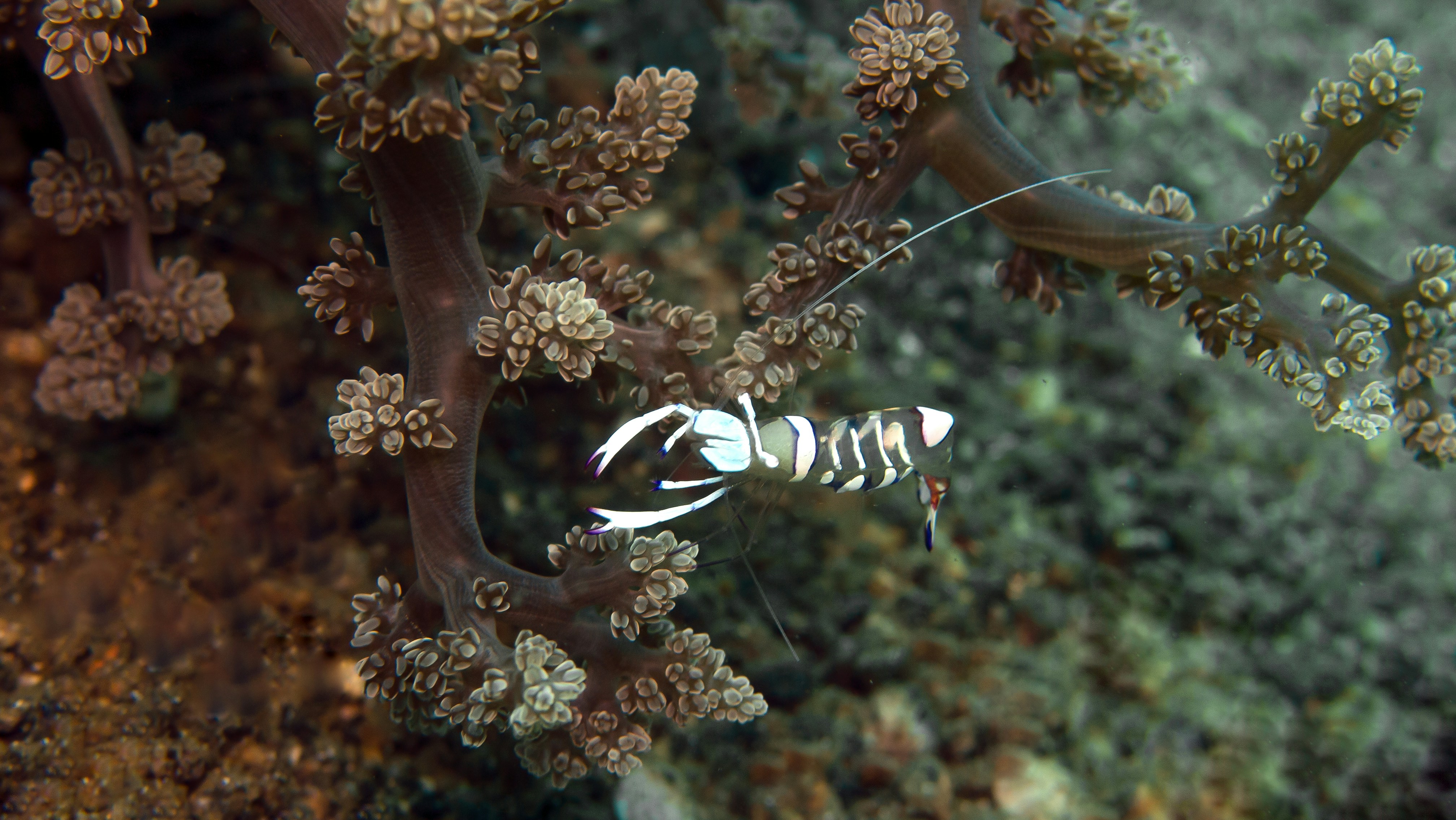 A zebra-striped shrimp anchors itself on coral branches in a close-up underwater macro shot.