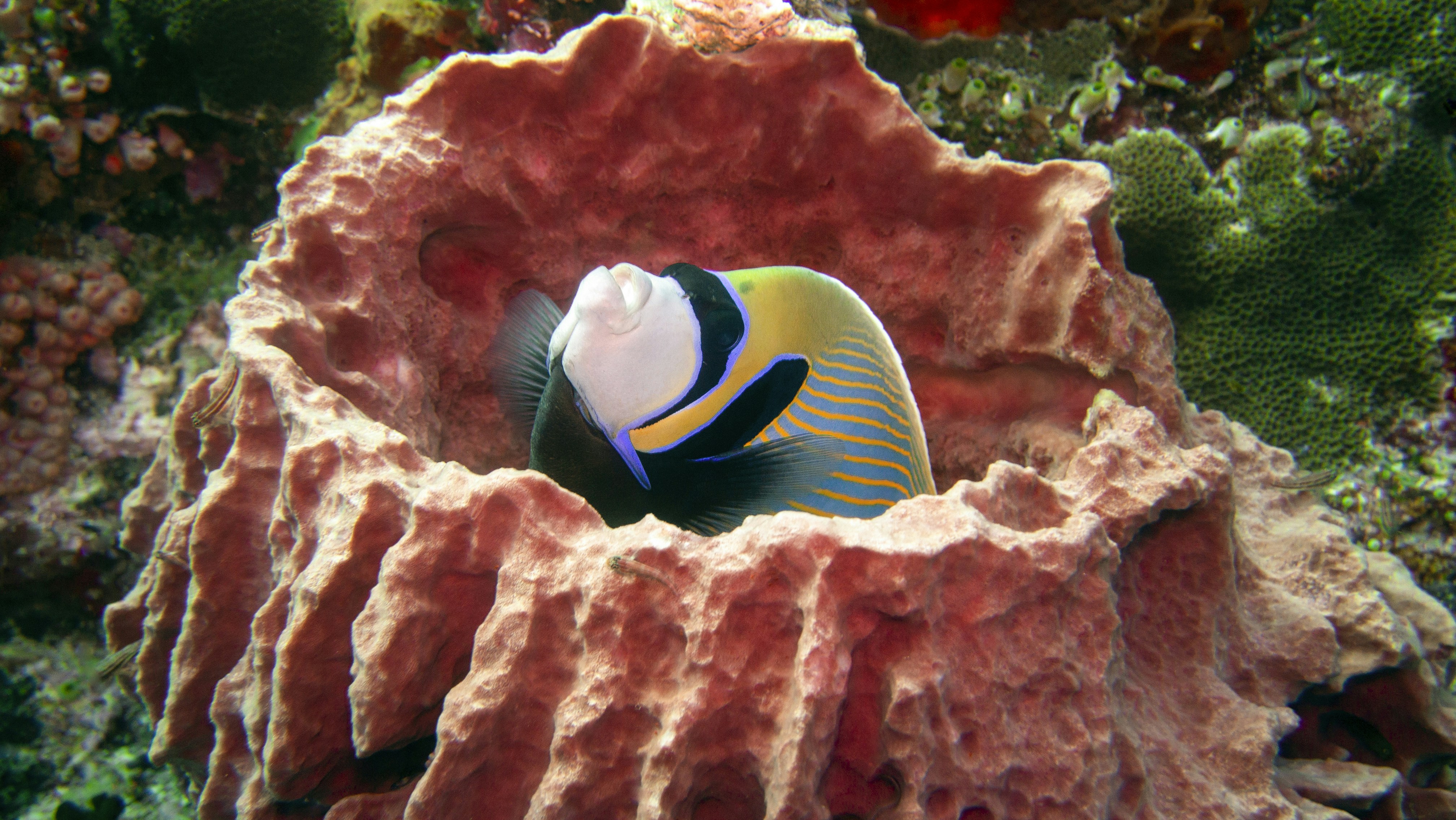 Vibrant underwater scene with a yellow, black-striped fish nestled inside a pink coral cavity amid green reef.