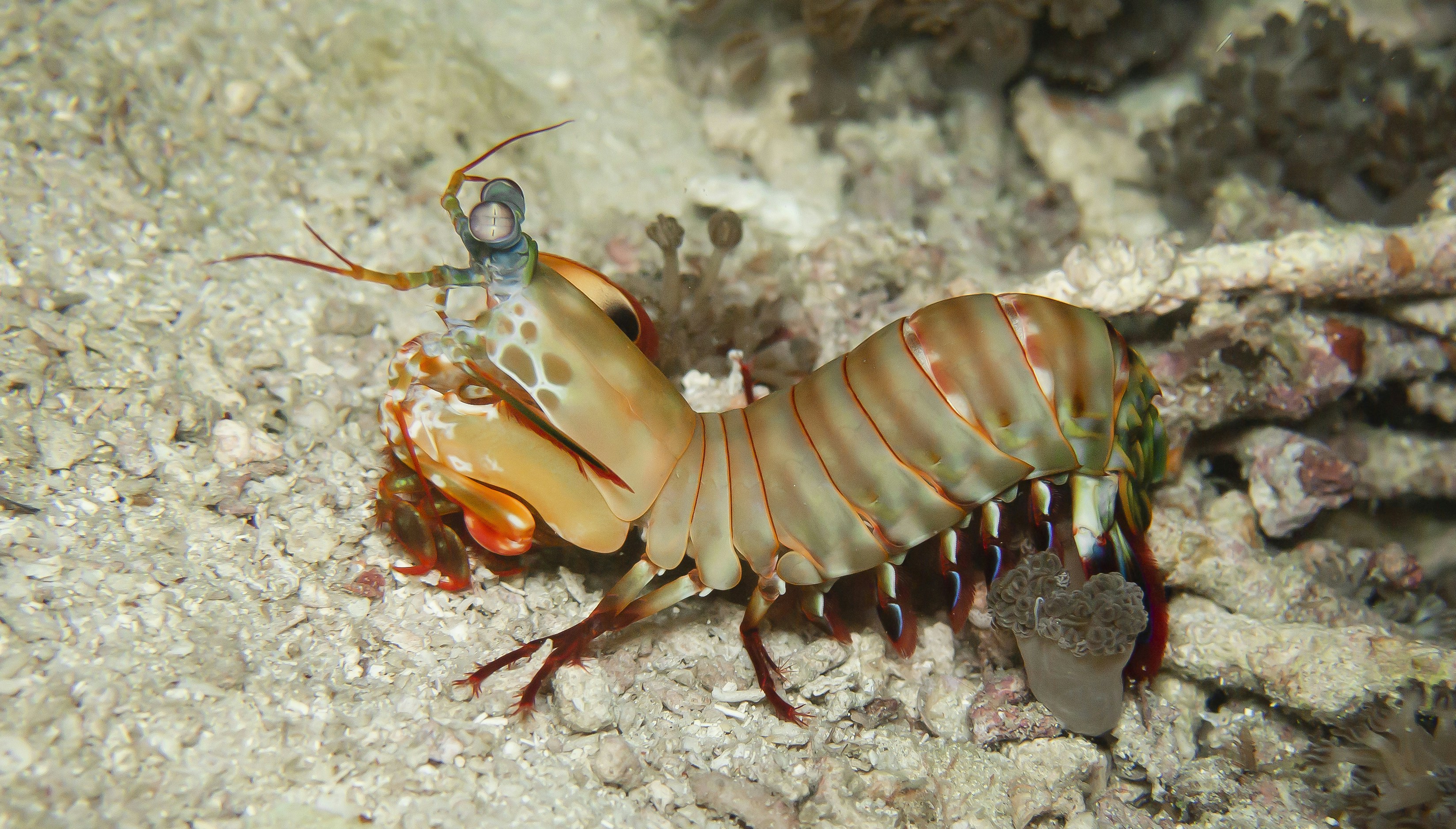 A close up of a small insect on a rock photo – Free Underwater Image on ...