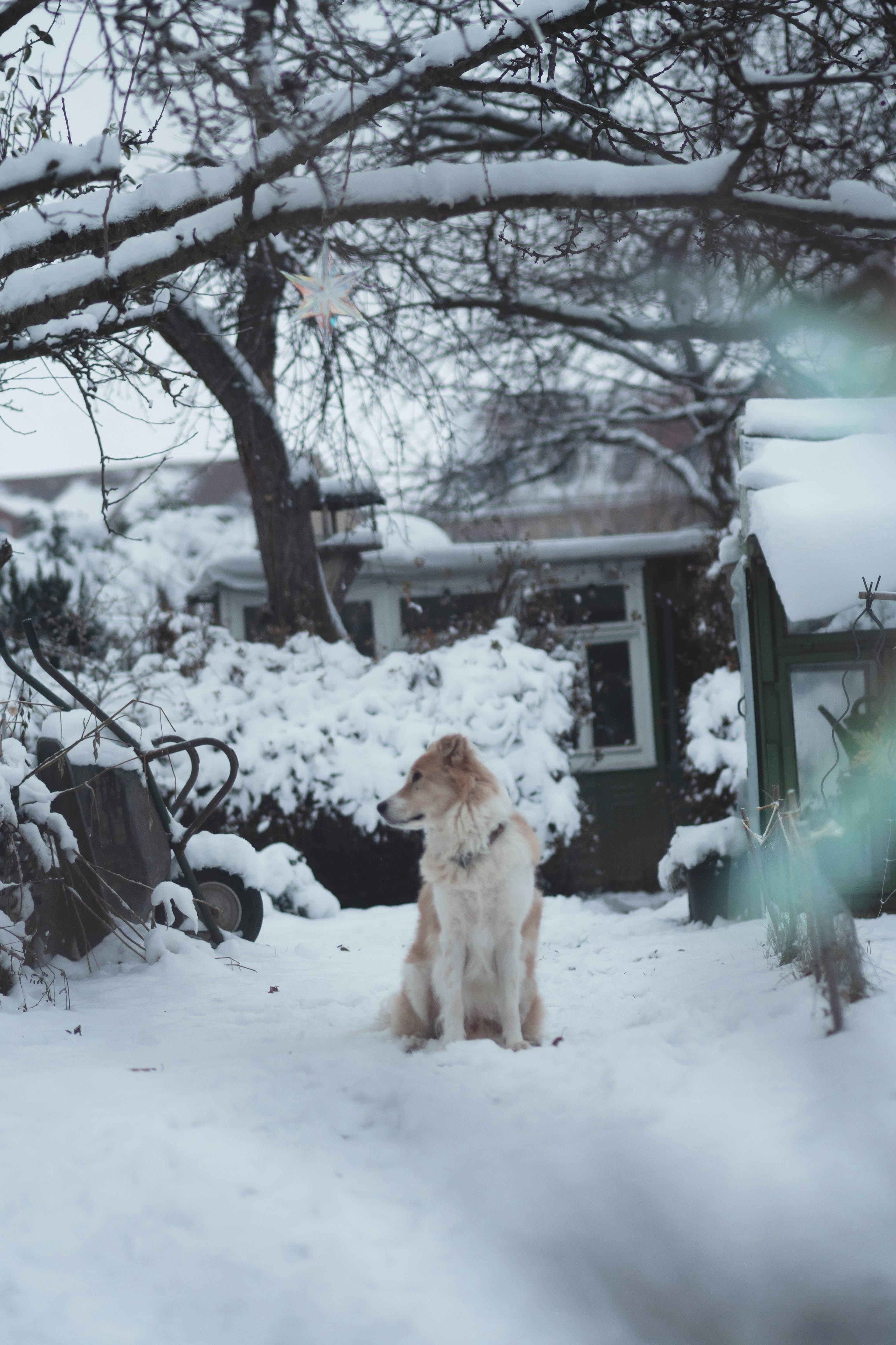 Snowbound Watcher: A Golden Retriever in a Quiet Winter Yard