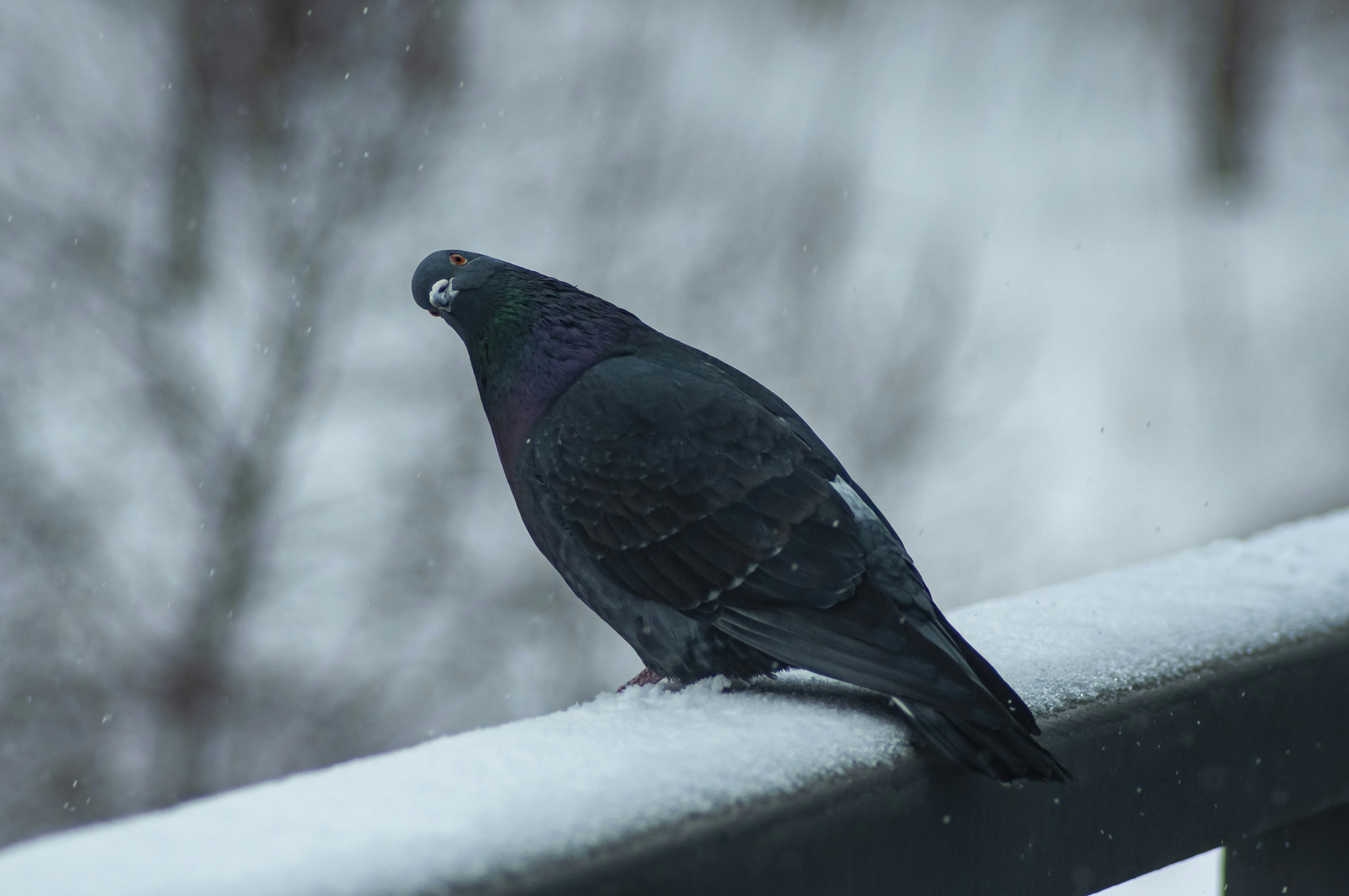 Snowfall’s Quiet Sentinel: Pigeon on a Frosted Rail