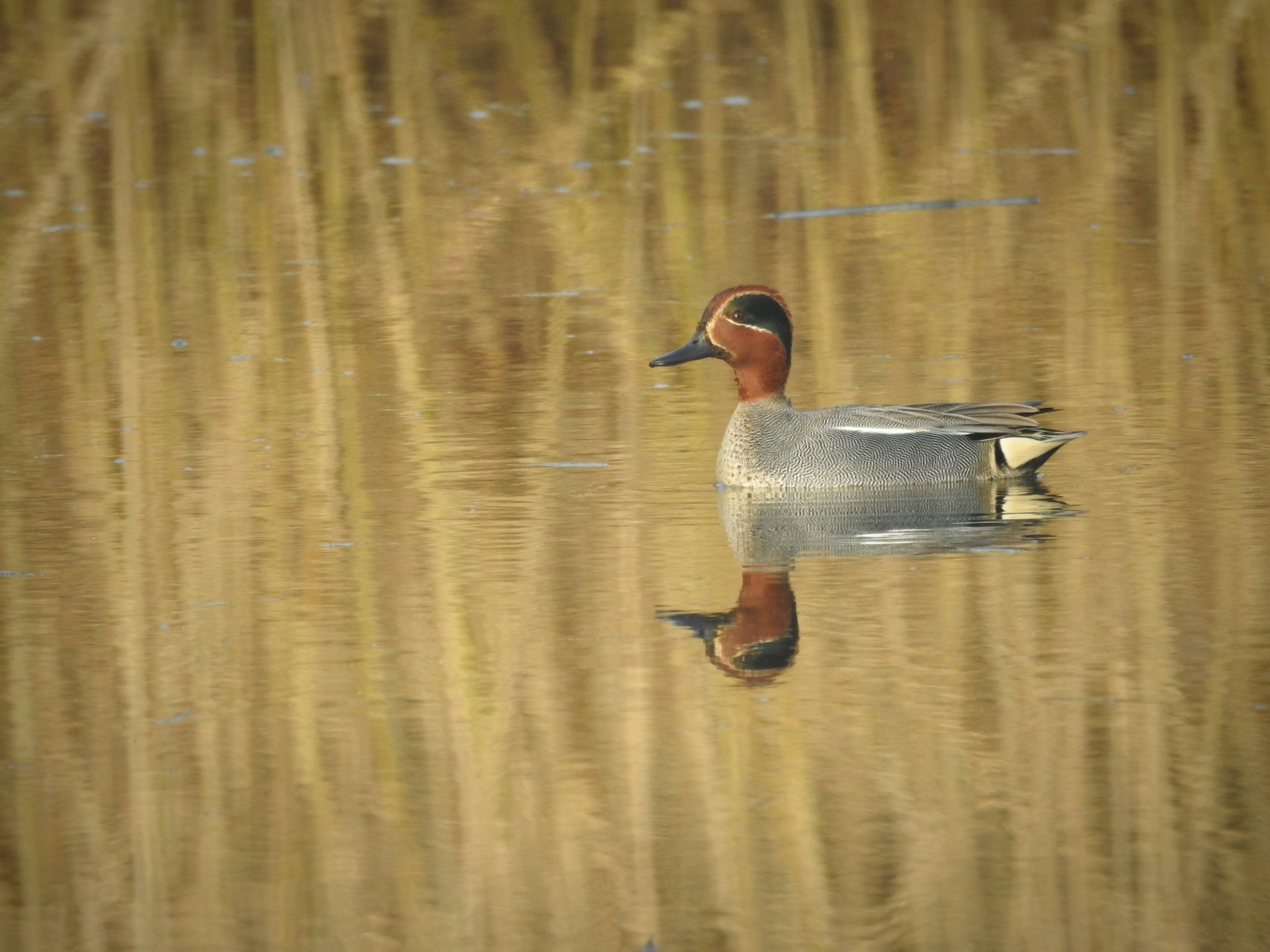 A duck floating on top of a body of water photo – Free Duck Image on ...
