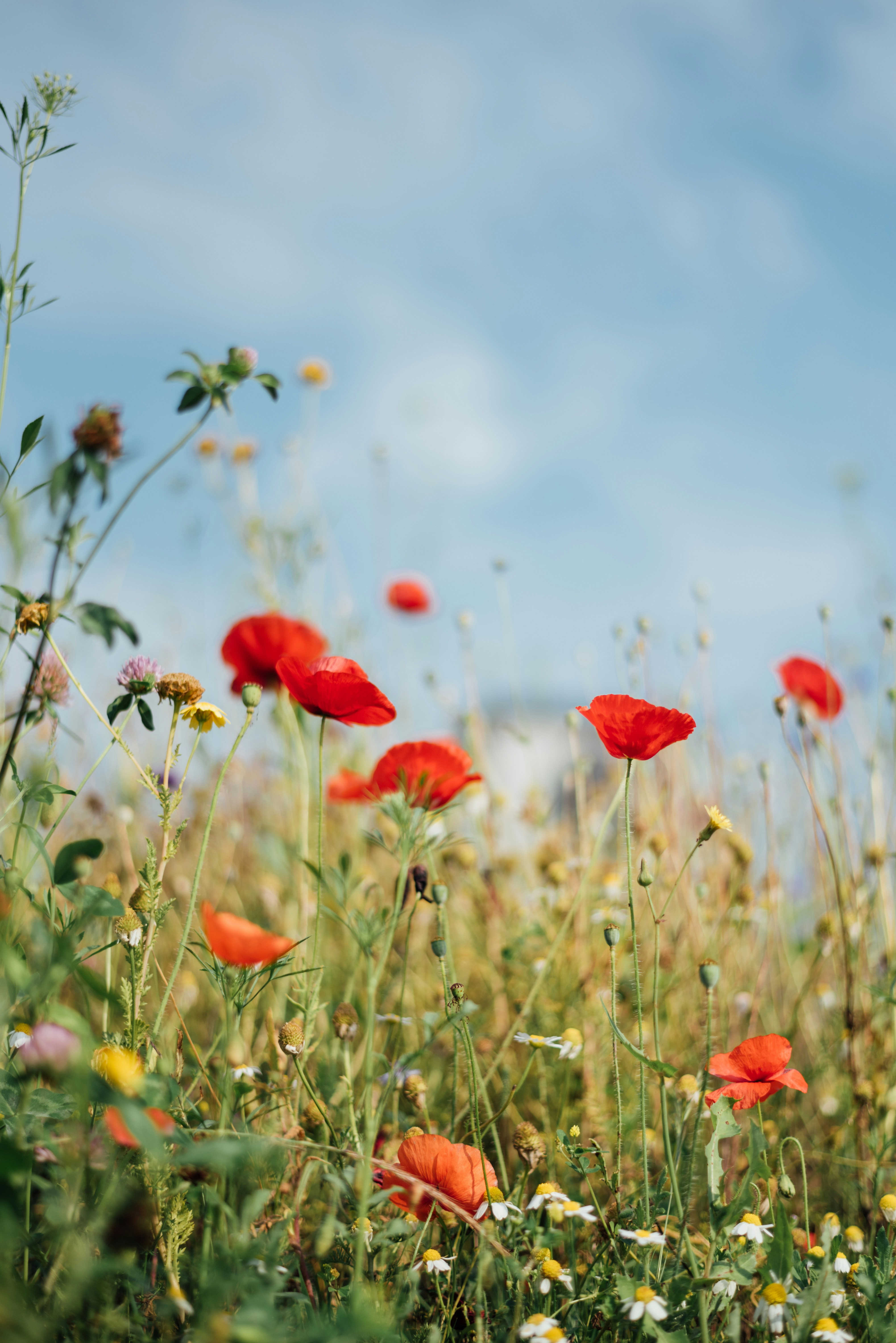 Un champ plein de fleurs rouges et jaunes photo – Image gratuite de Mi ...