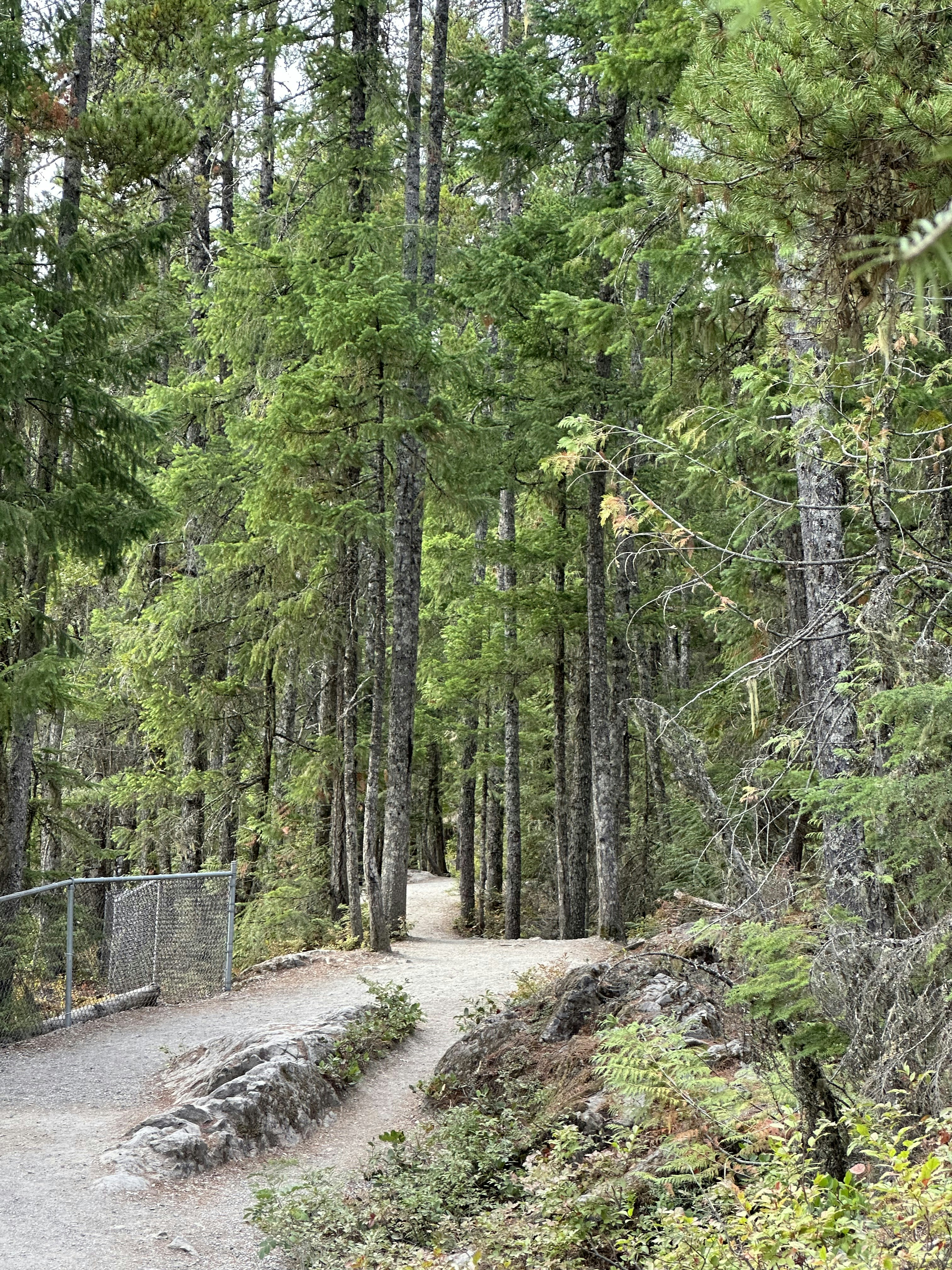 Dappled Pine Corridor: A Quiet Trail Winding Through a Fence-Lined Forest