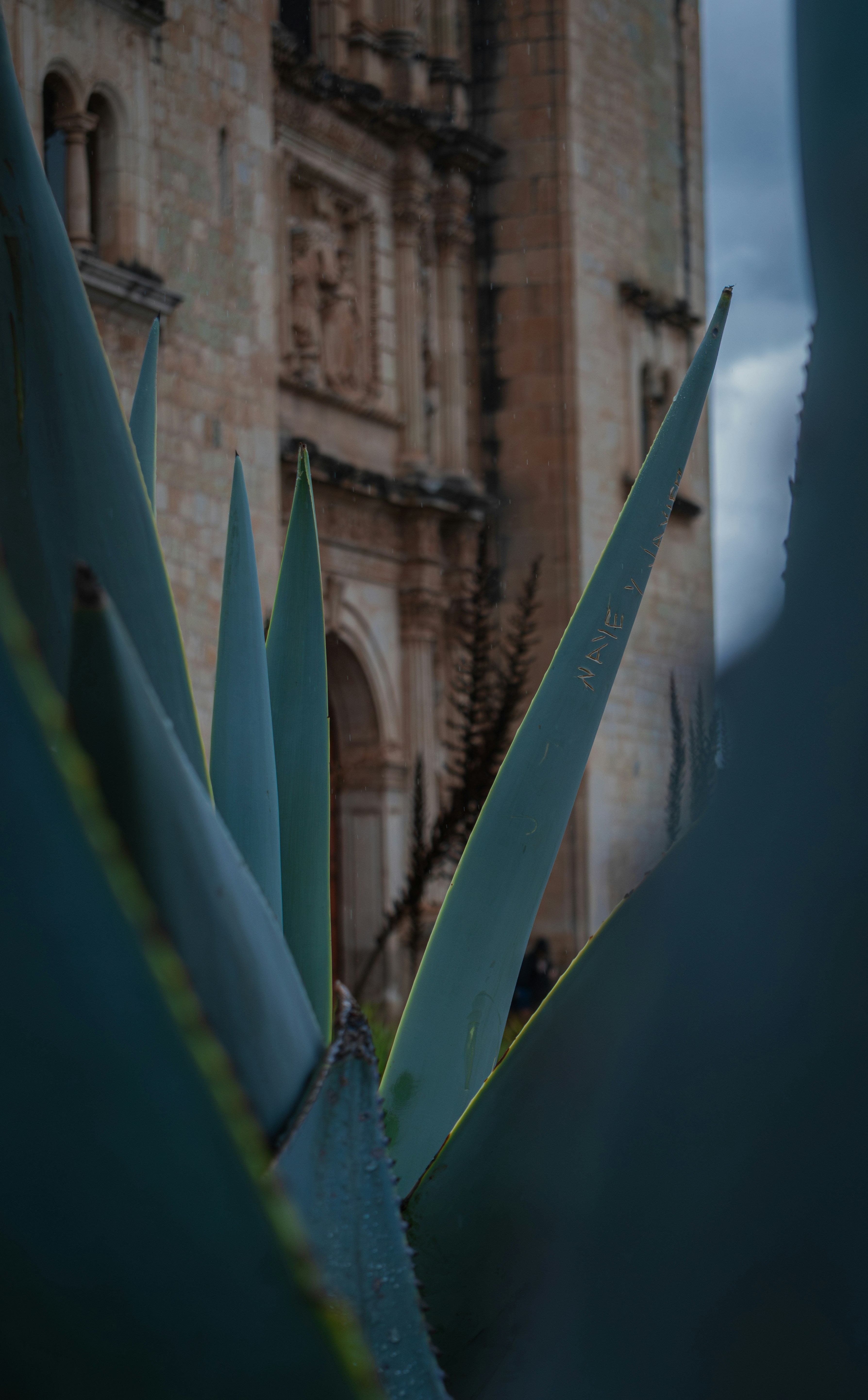 Azure Agave Framing a Timeworn Facade