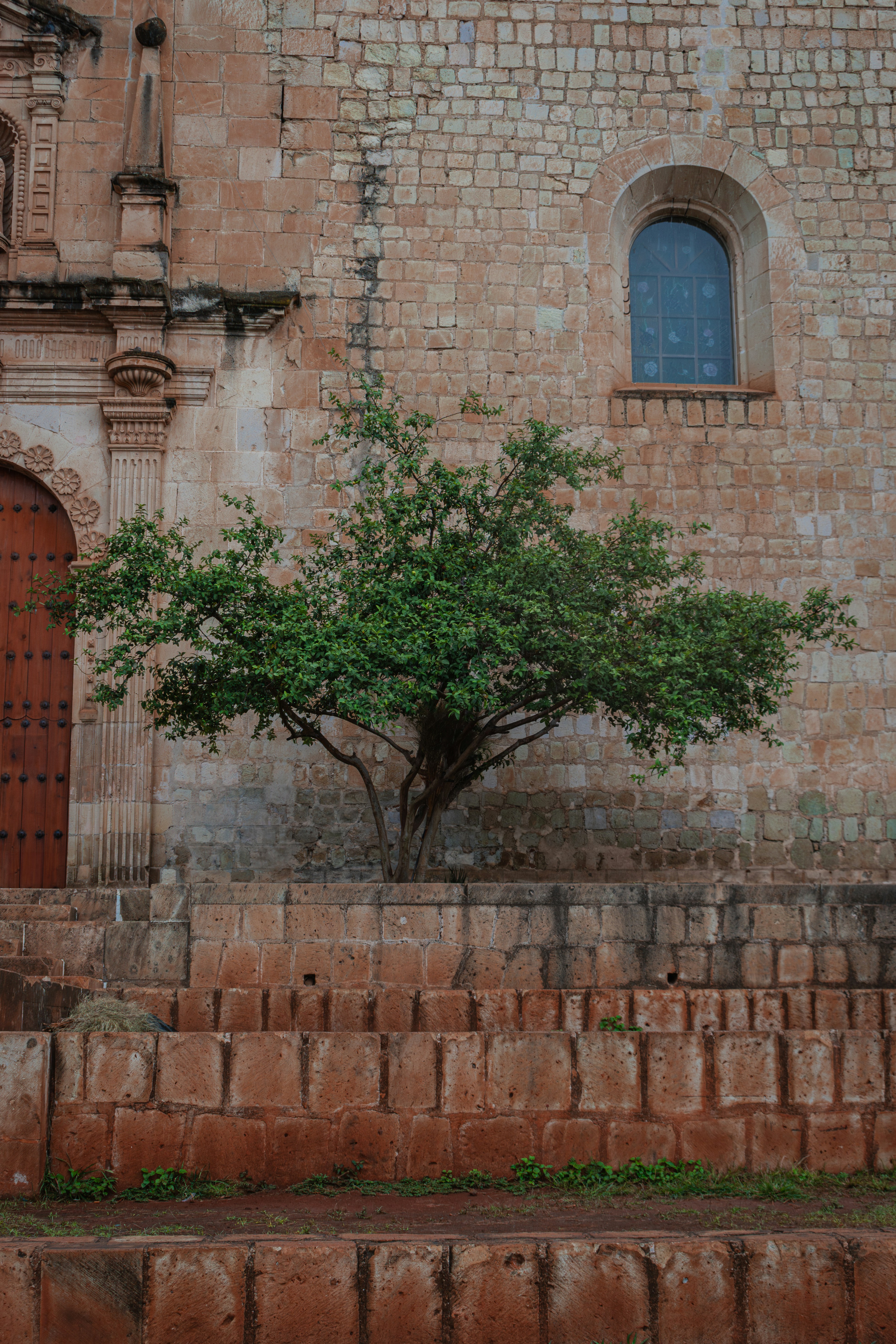 Tree Framing an Ancient Stone Facade