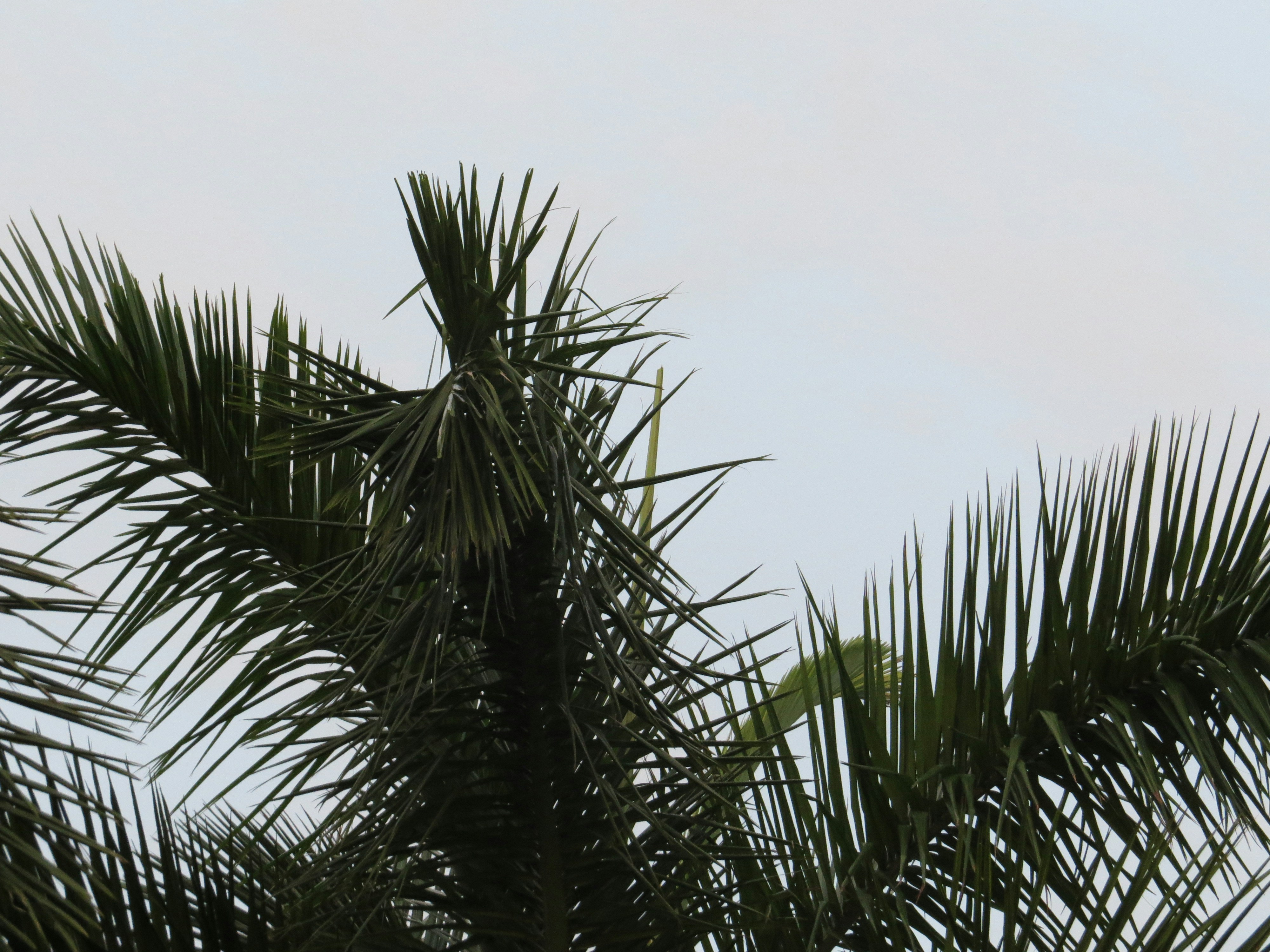 Sample photo from Canon PowerShot SX50 HS