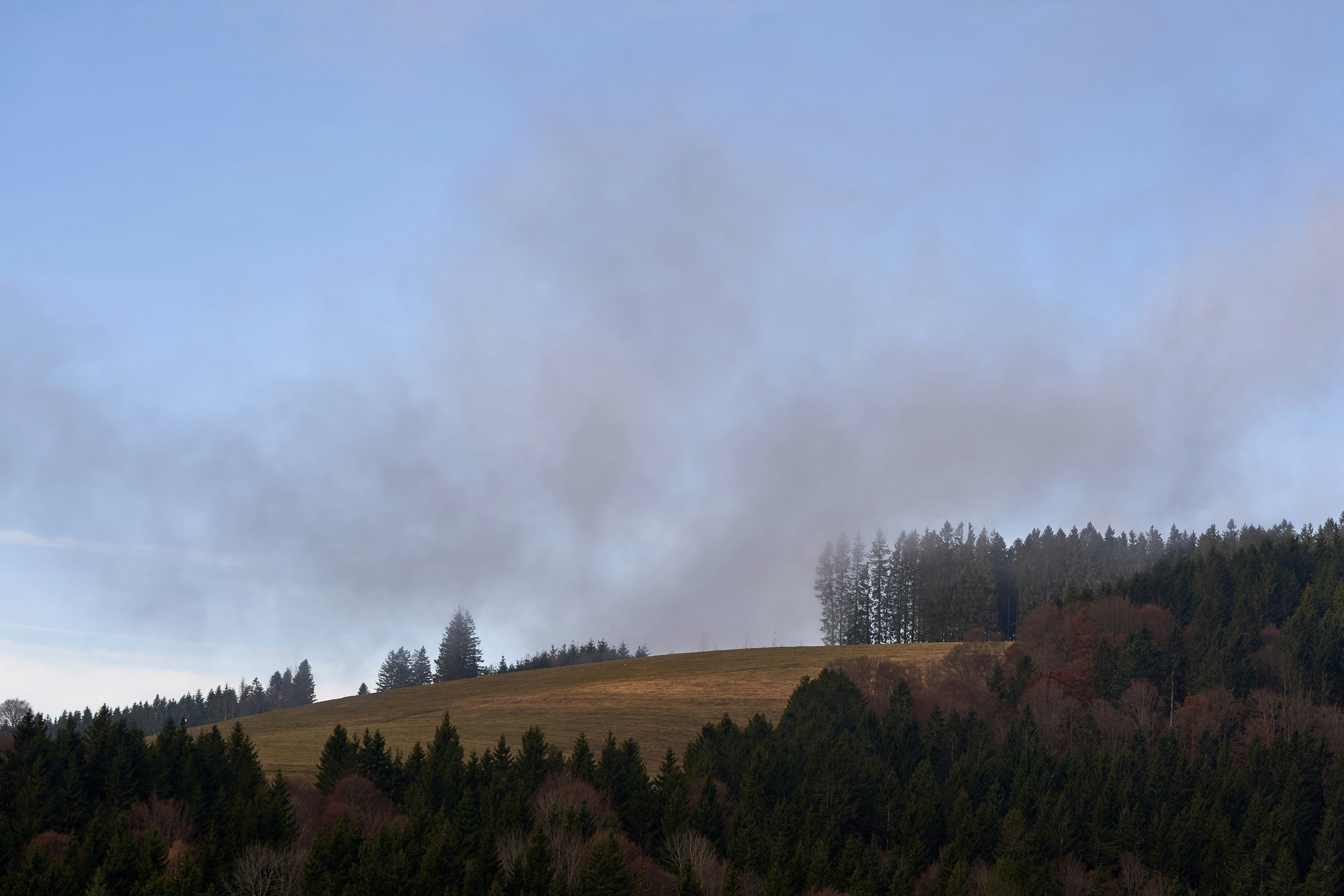 Golden Ridge Above the Pines: A Quiet Horizon