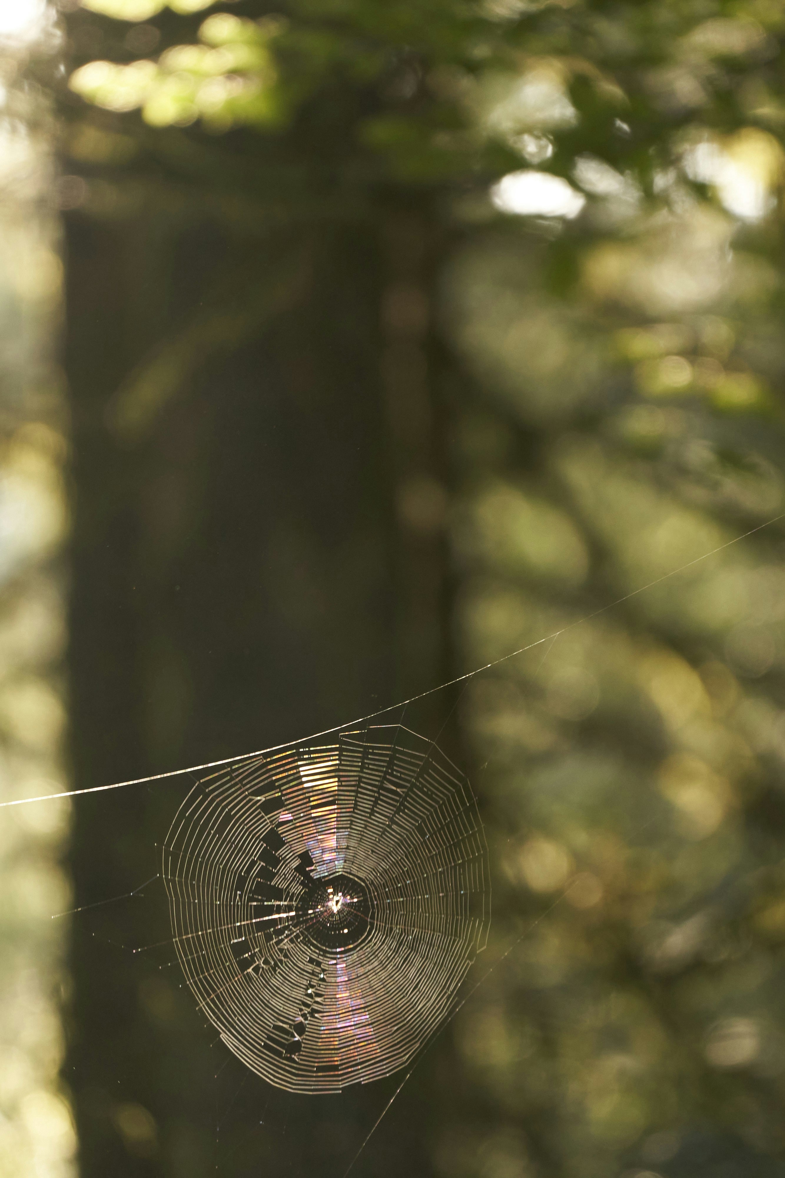 Spinner's Ring: A dew-kissed spider web glows in forest light