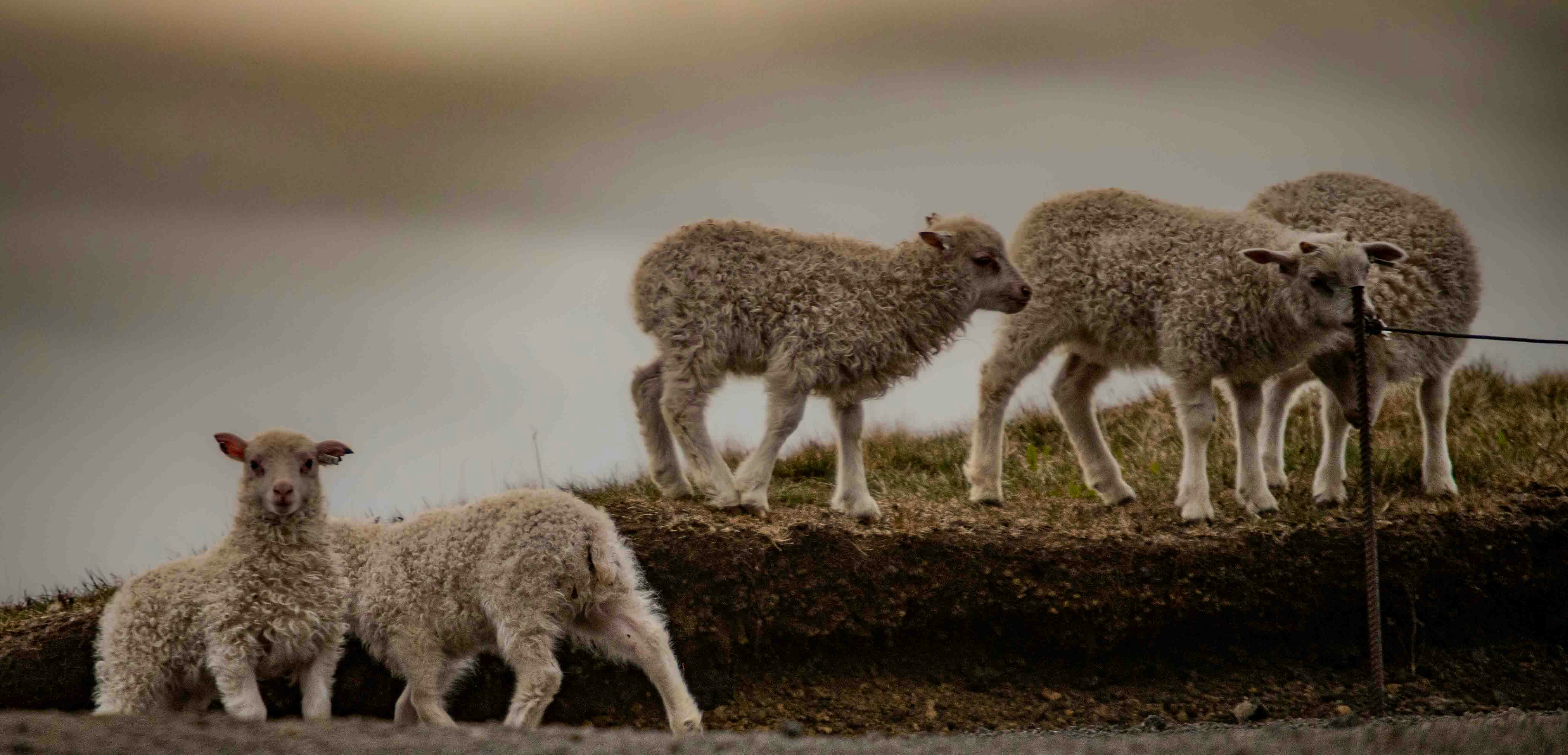 Lambs on the Mossy Riverbank: A Quiet Herd at the Edge