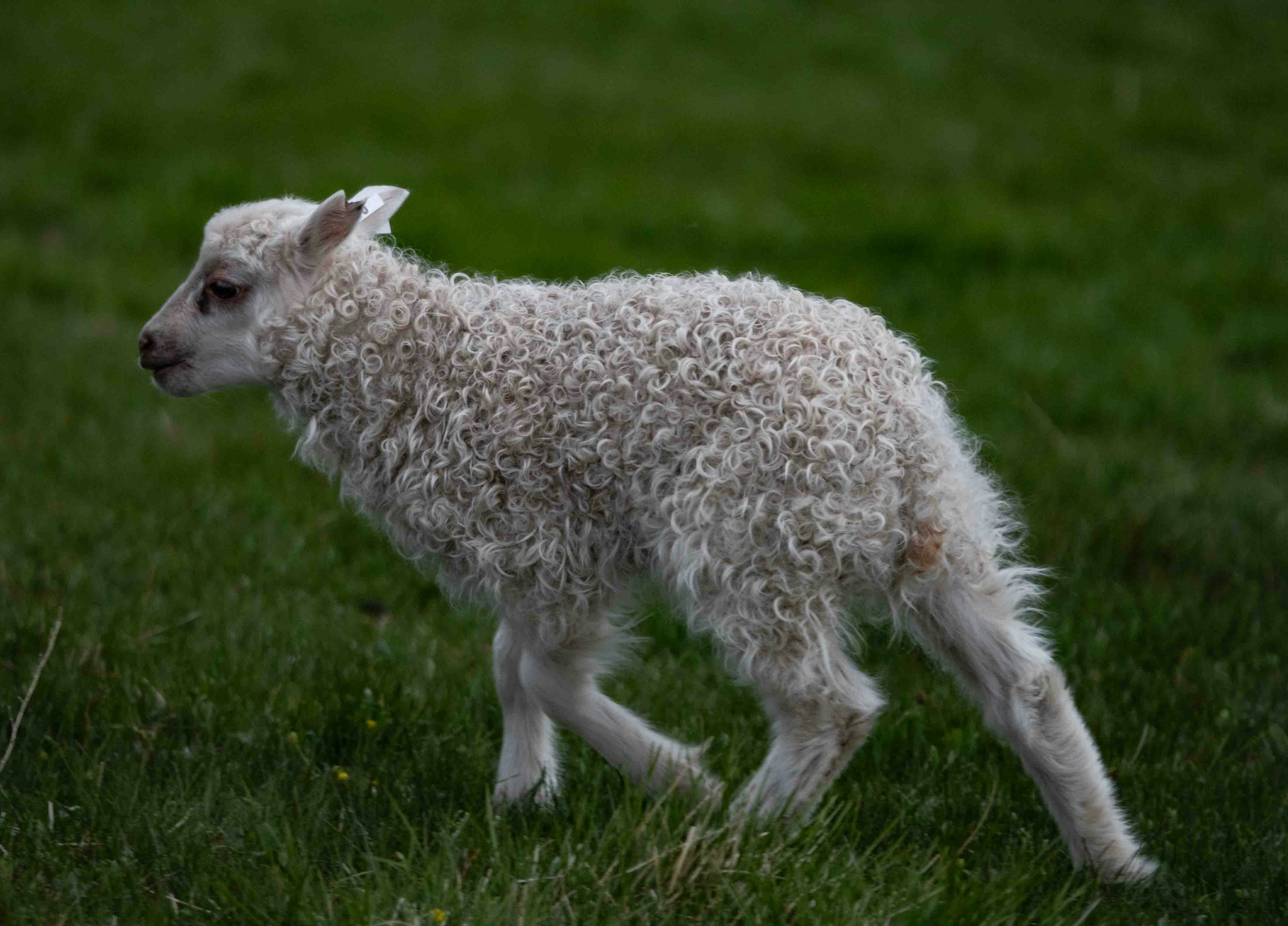 Curly-Legged Run Across a Damp Meadow