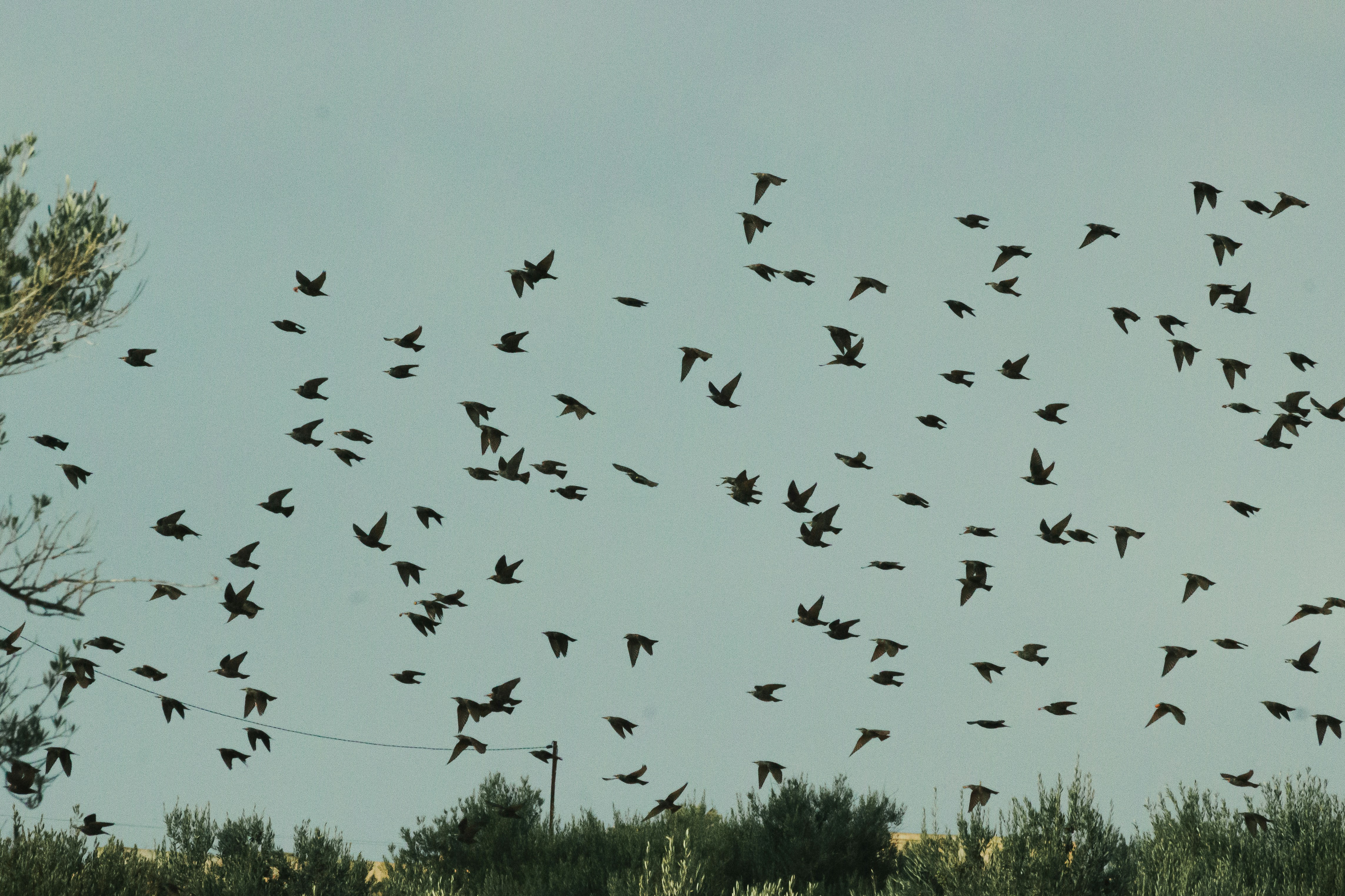 A flock of common starlings flying in formation over a field. The birds are tightly packed together