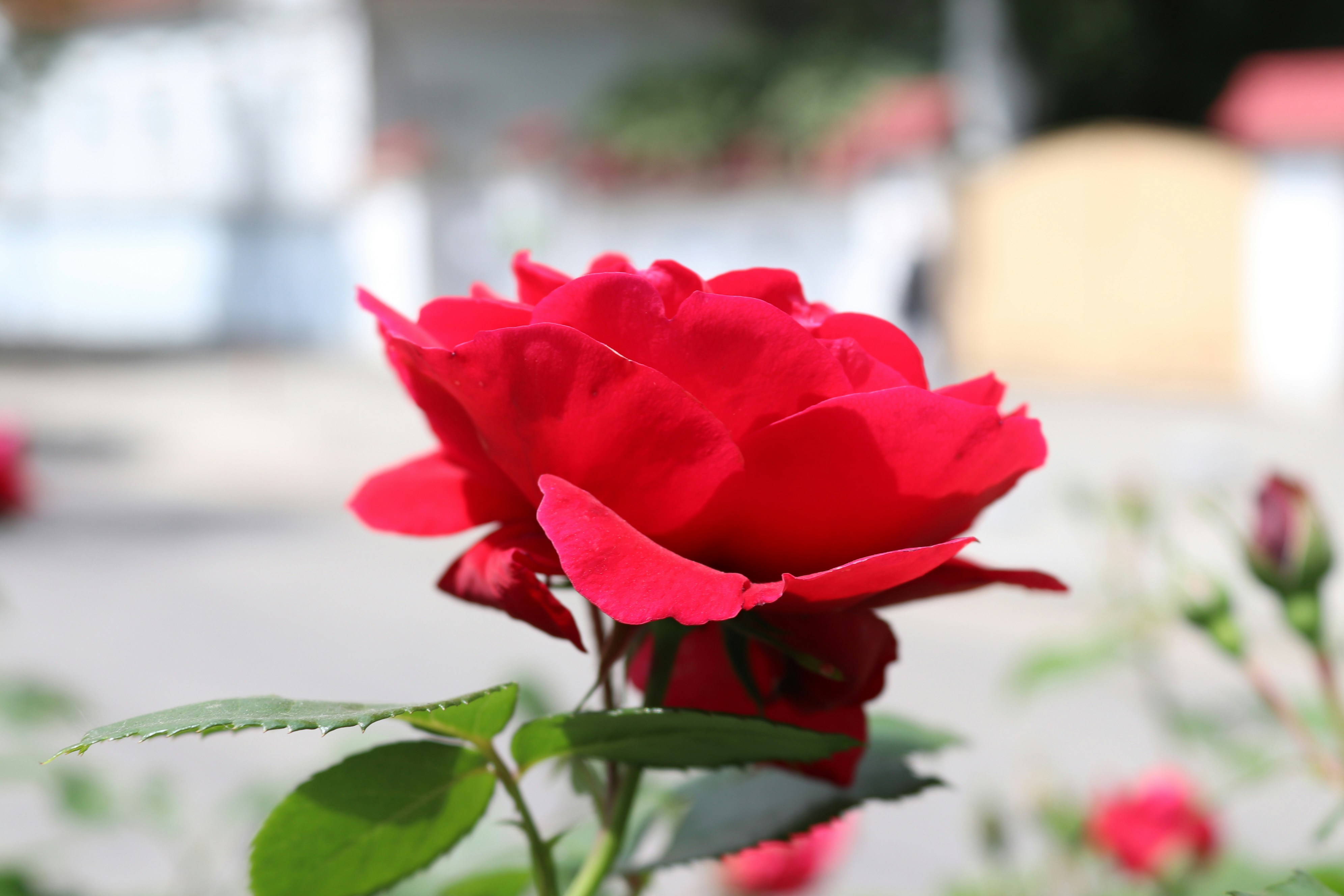 Crimson Petal in Focus: A Rose Against a Soft City Blur