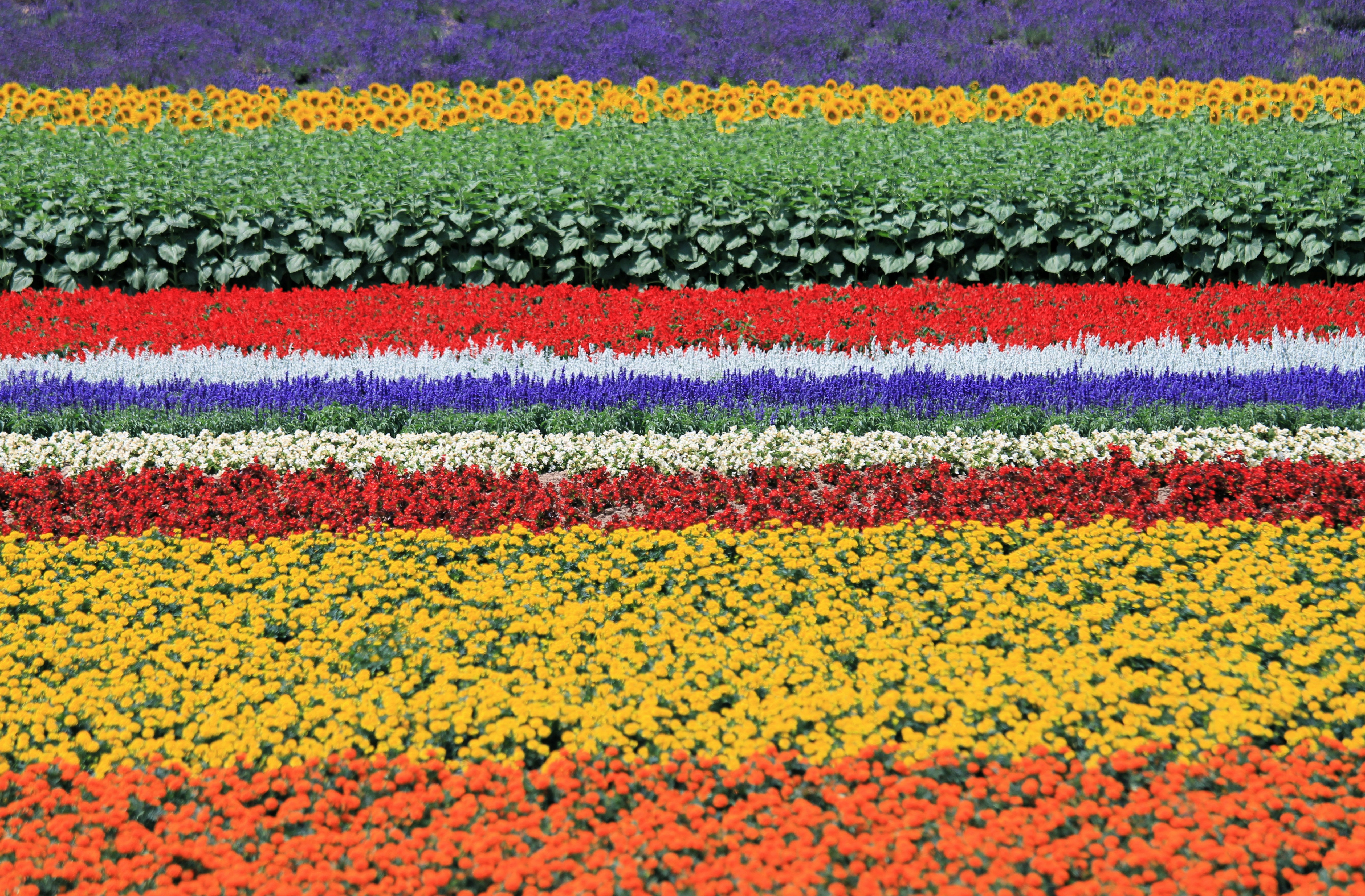 Chromatic Terrazzo: Tulip Bands Across a Sunlit Field