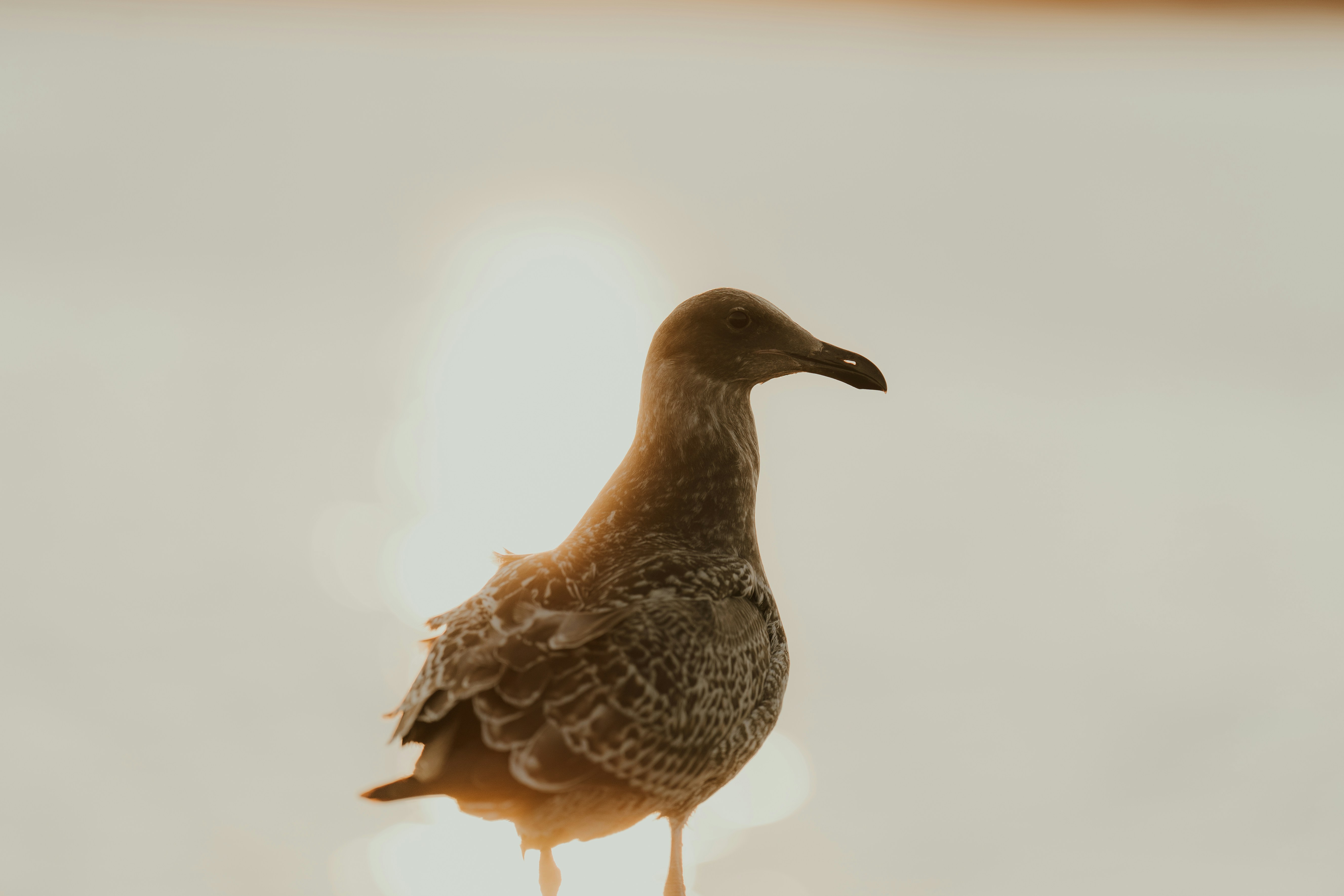 Amber Hour Gull: Backlit Quiet by the Shore