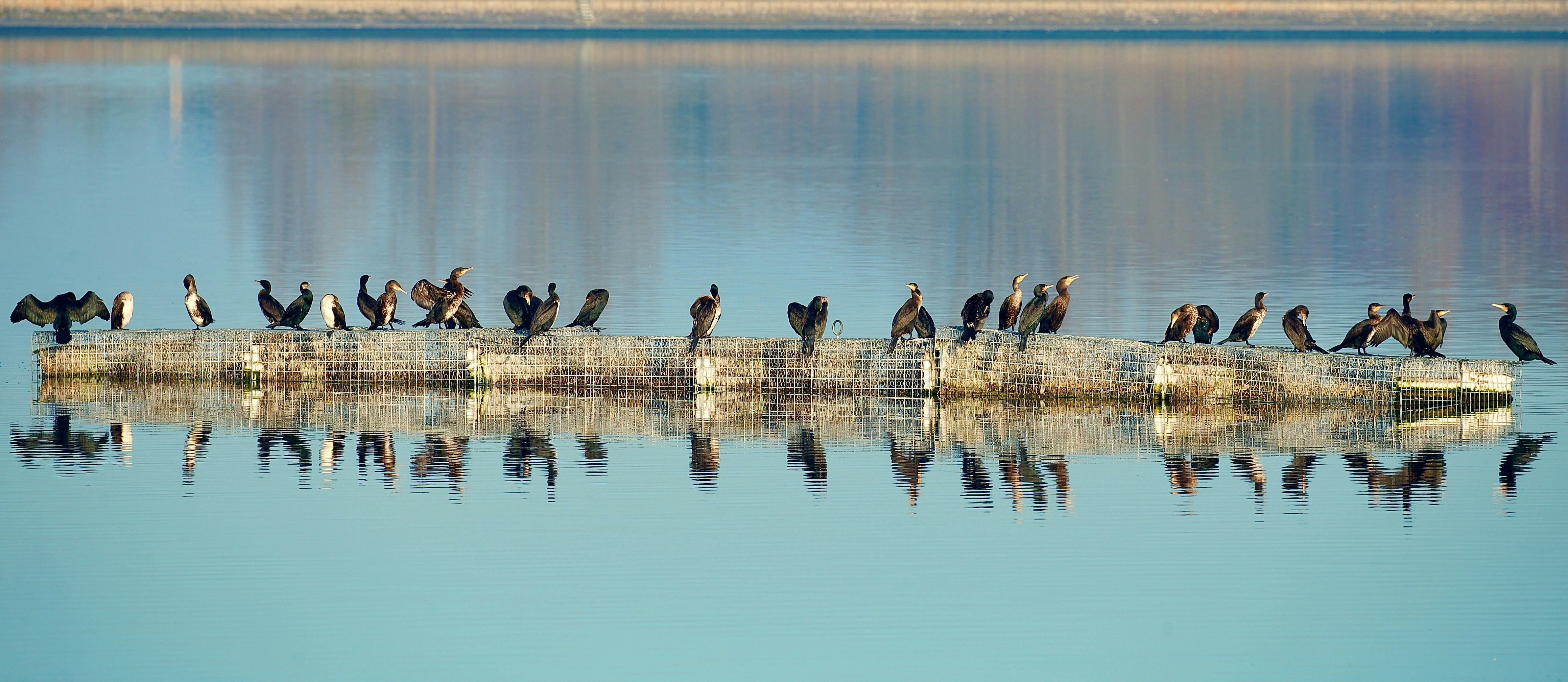 Migratory silhouettes: a strip of wading birds on a reflective barrier