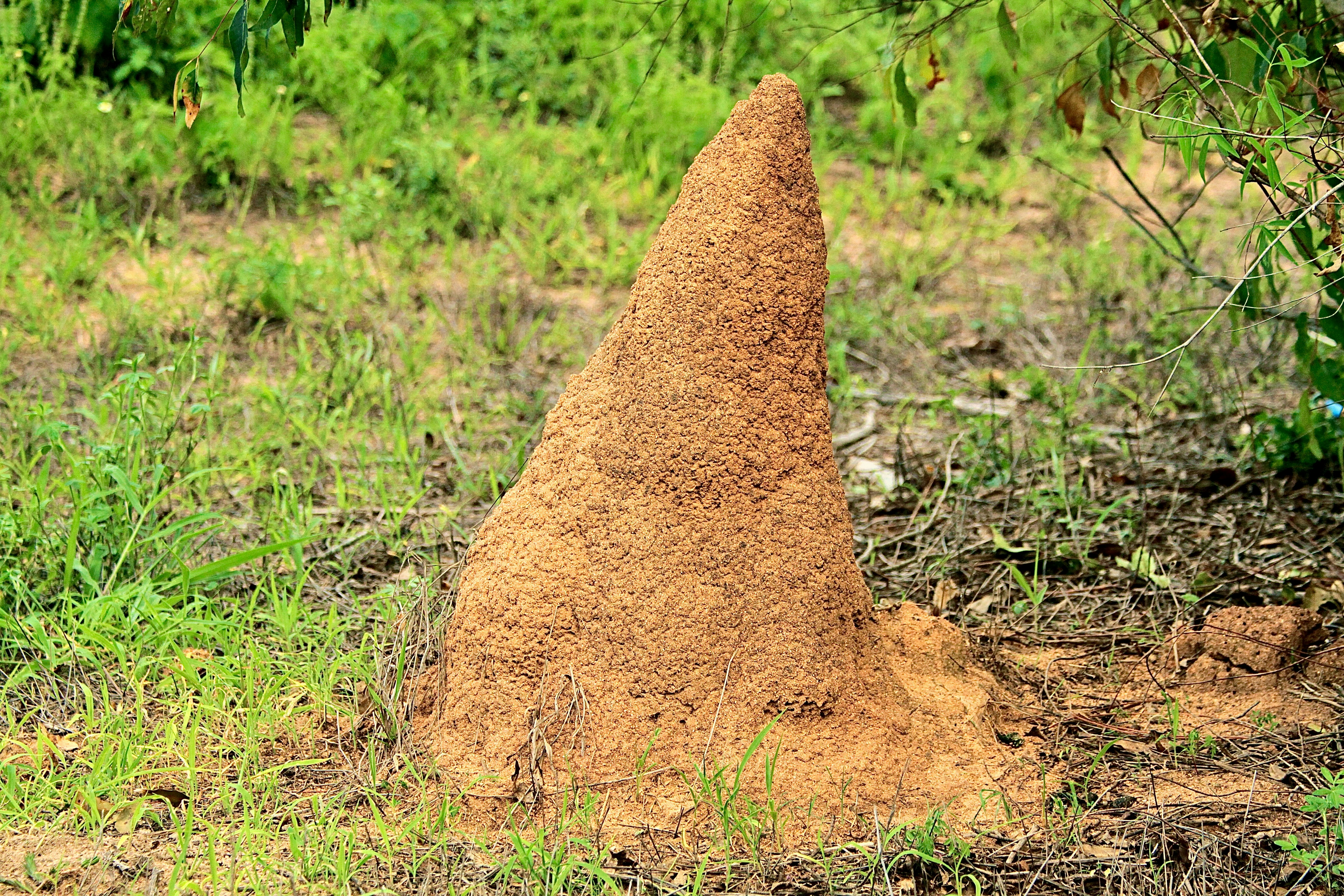Termite Mound Pictures | Download Free Images on Unsplash