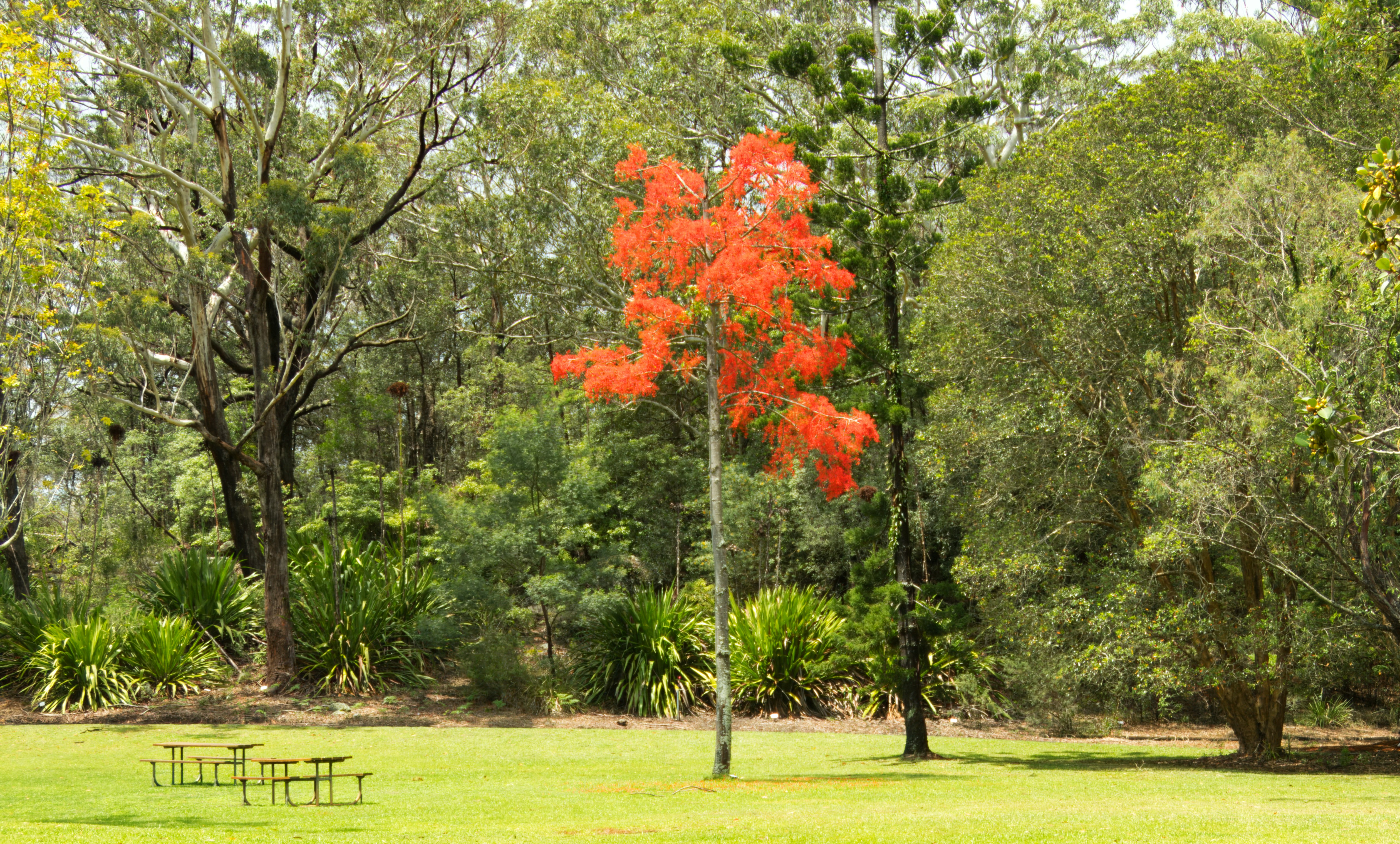 A red tree in a park with picnic tables photo – Free Australia Image on ...