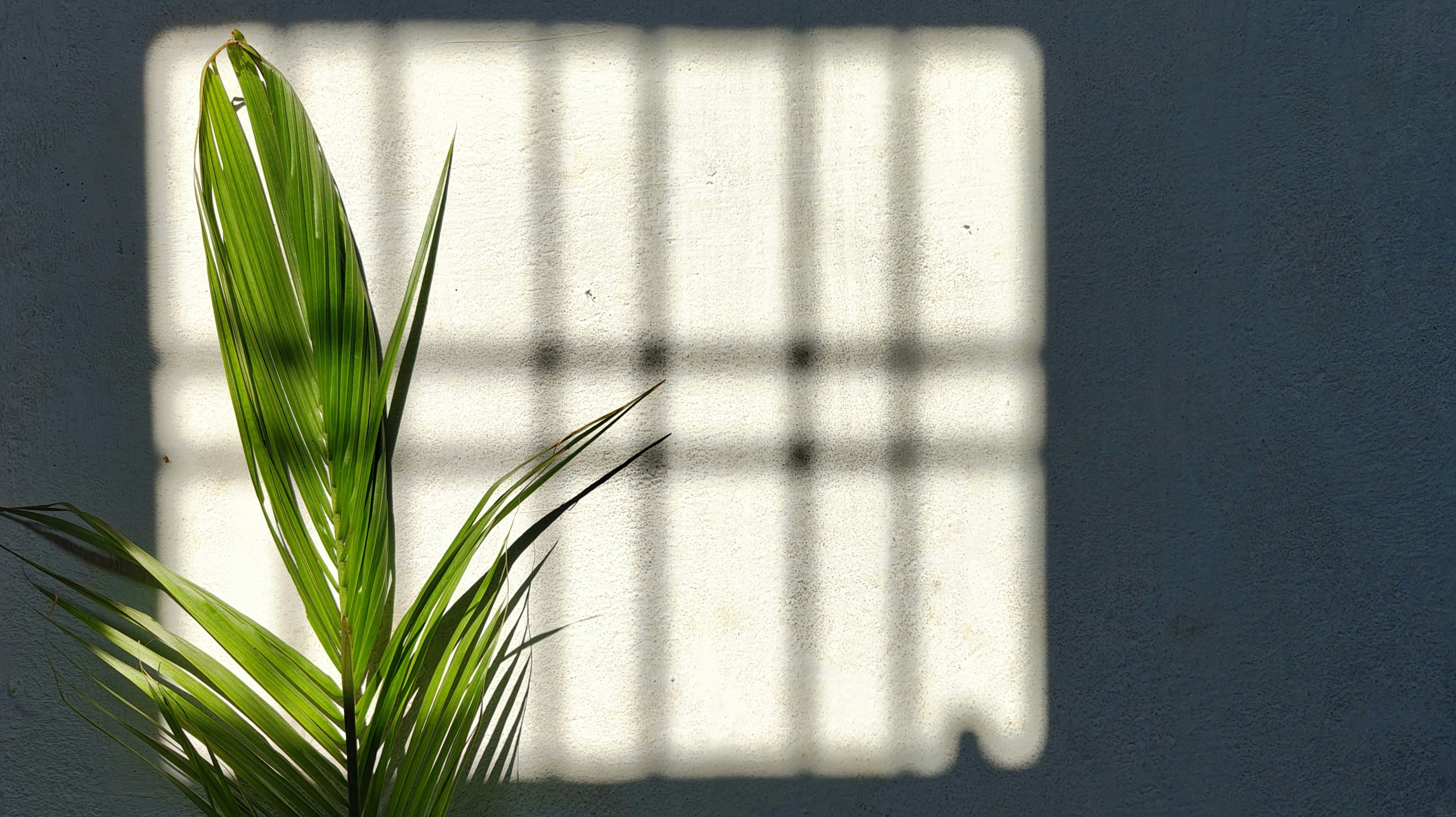 A photograph of a green plant frond against a wall patterned by window shadow lines, creating geometric light.