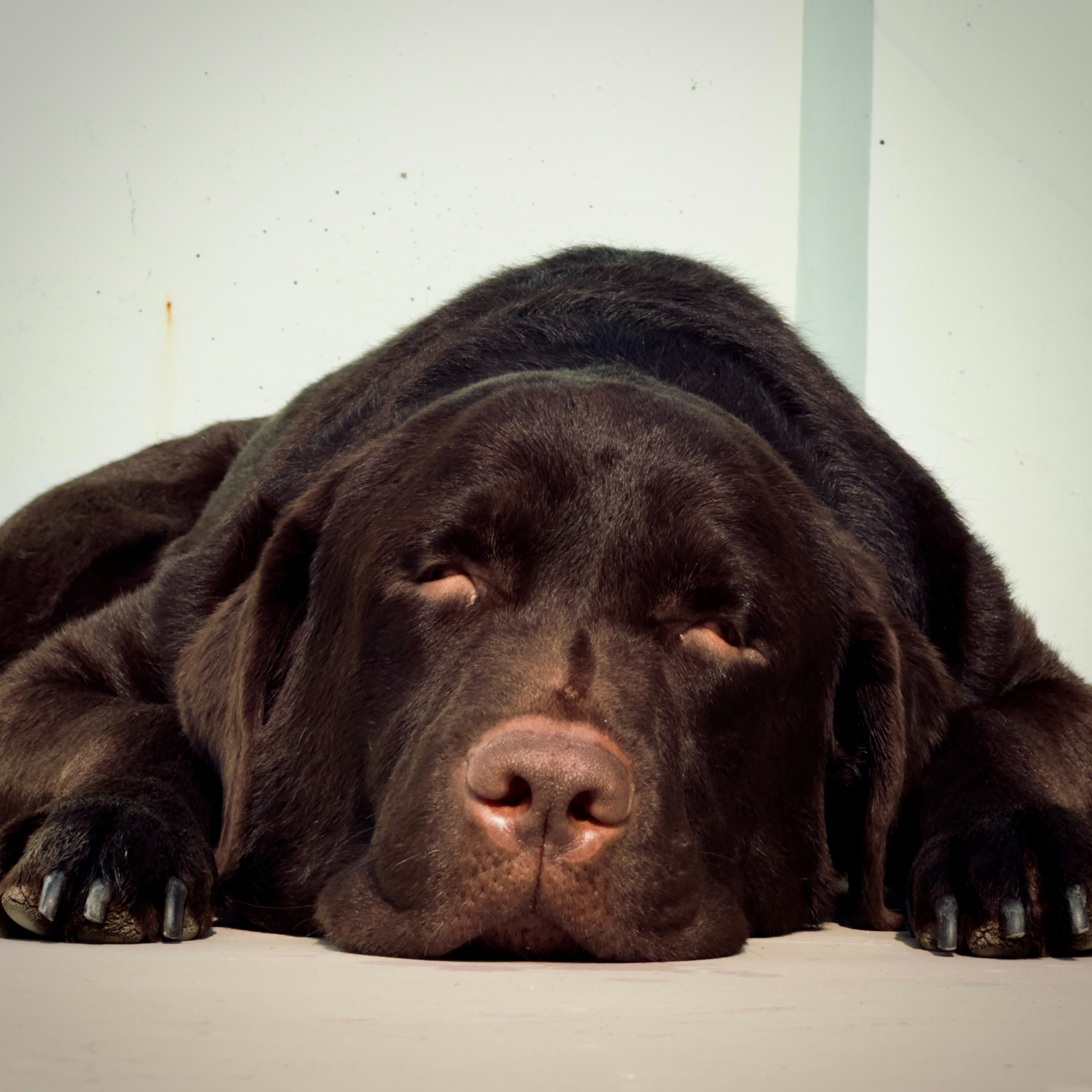 Chocolate Lab at Rest: Quiet Studio Portrait on a Pale Floor
