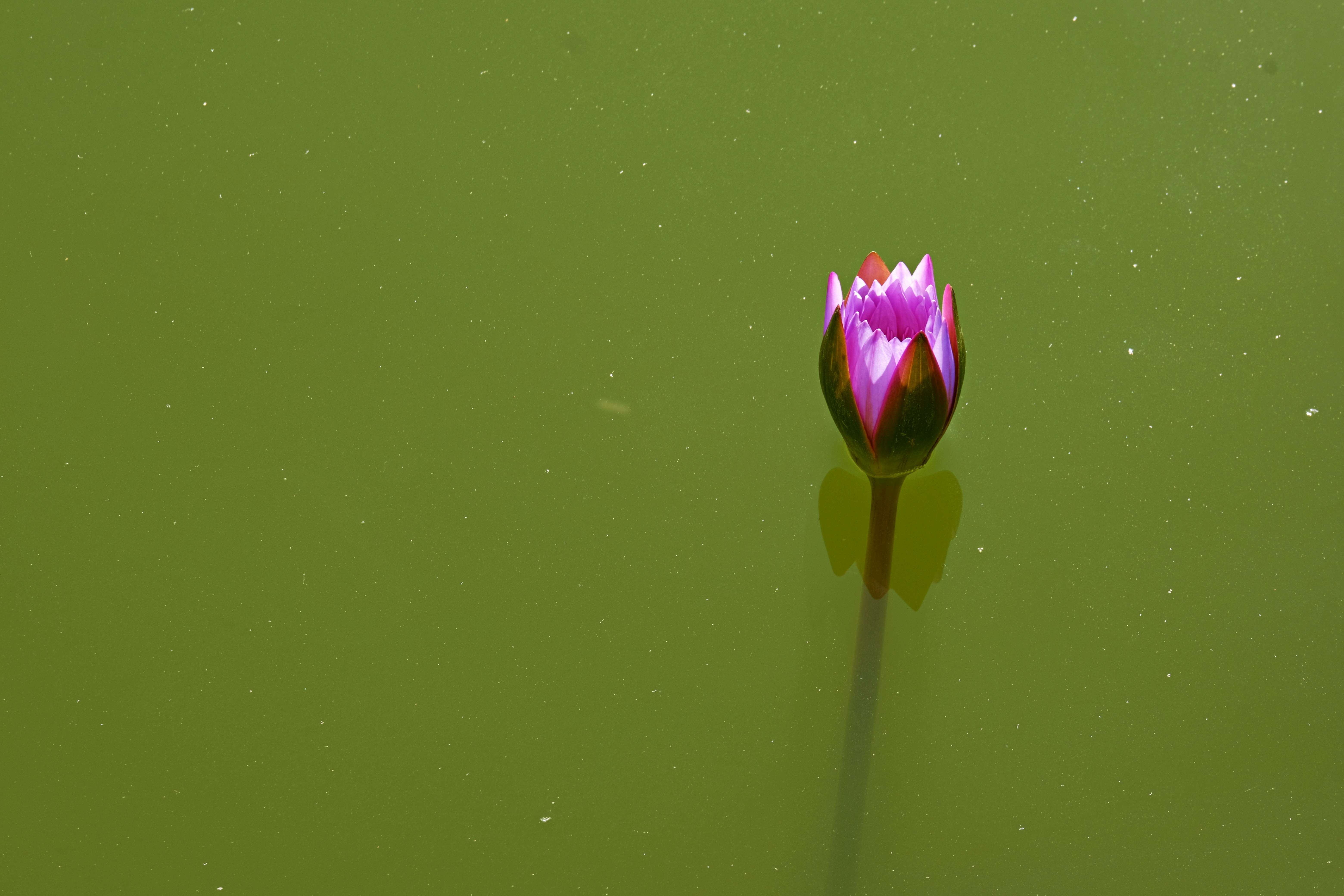 Pink Water Lily Bud Adrift on a Quiet Green Pond