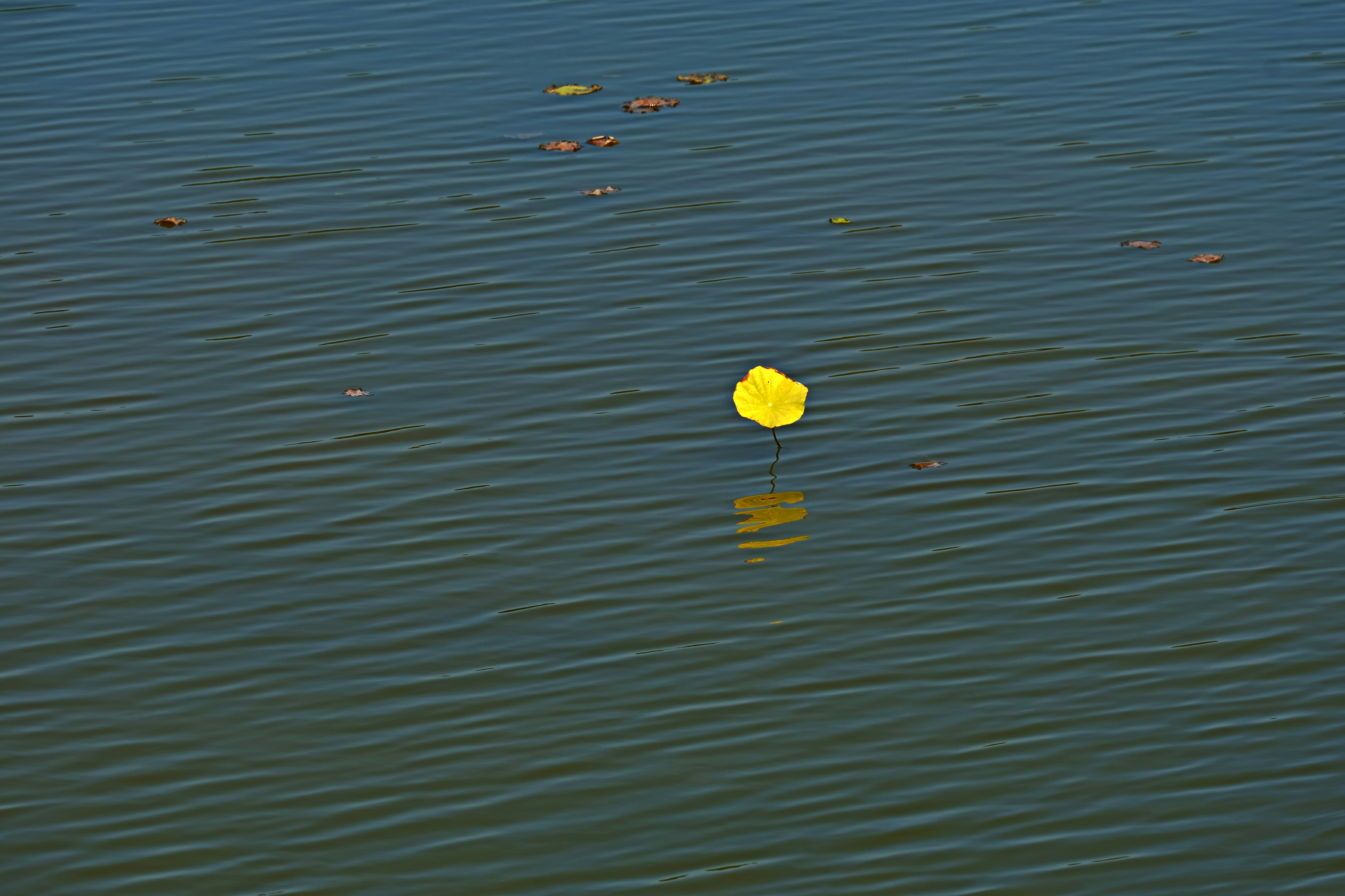 A yellow object floating in the middle of a body of water photo – Free ...