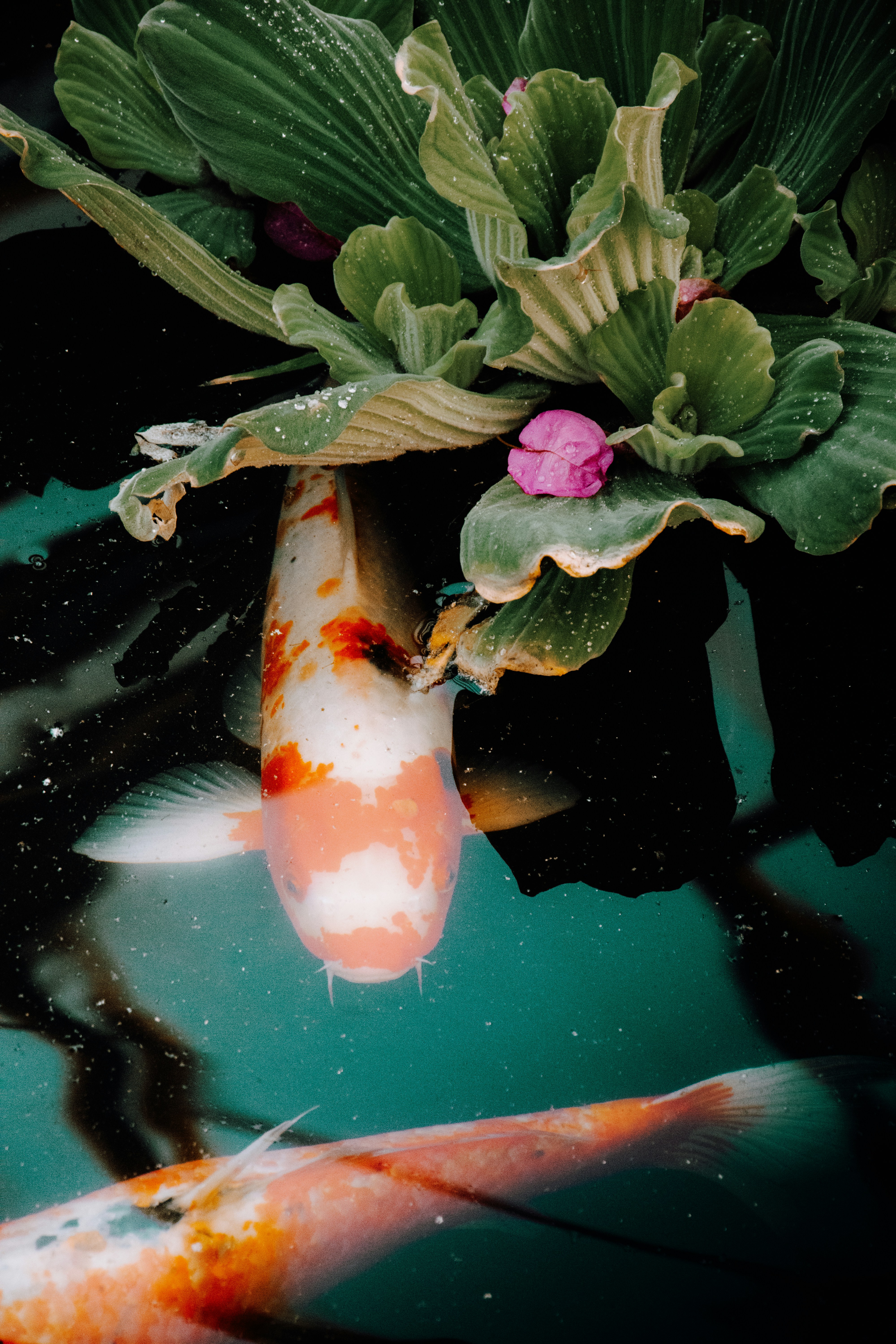 Orange-White Koi Gliding Beneath Emerald Lily Pad Canopy