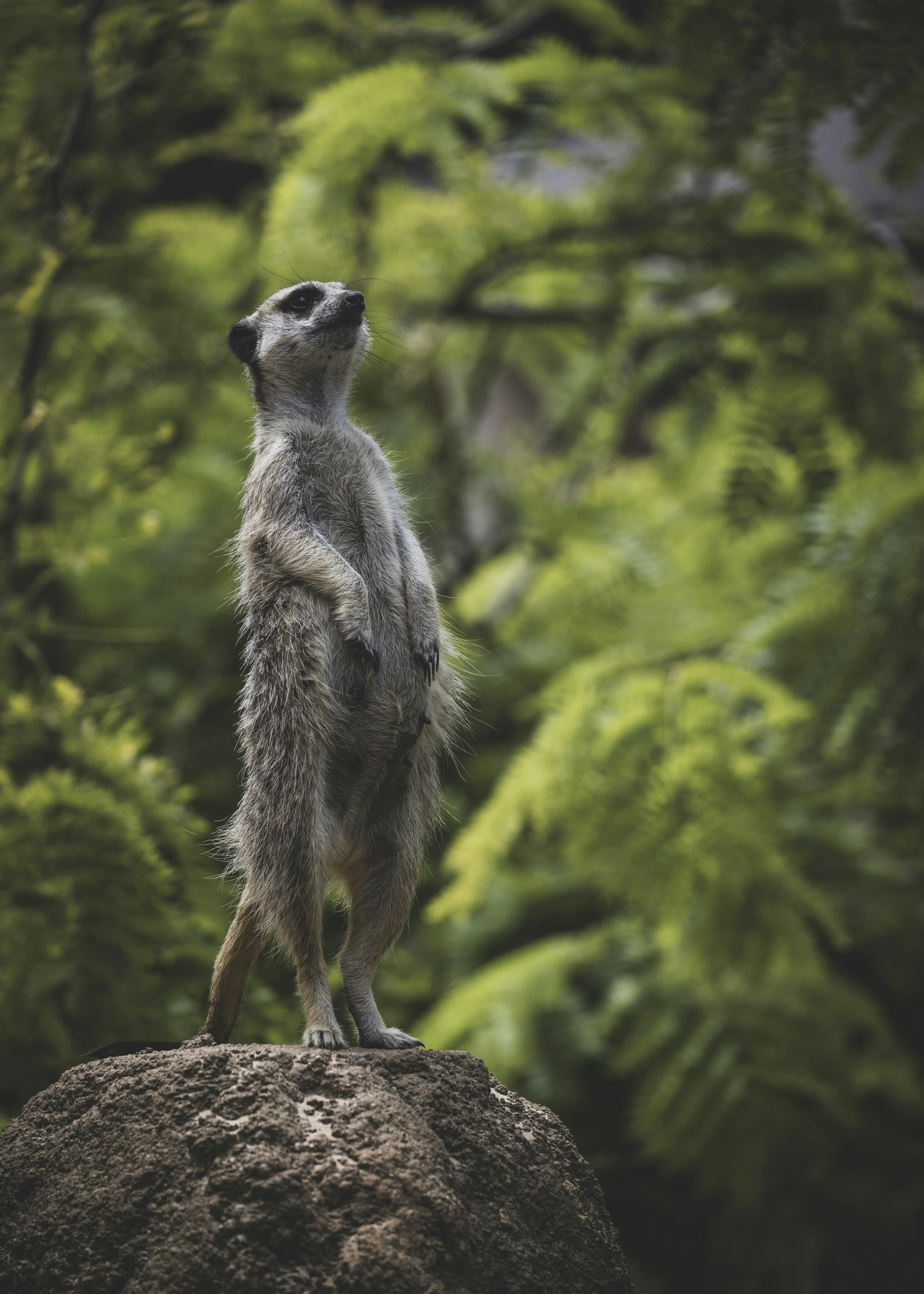 Please note: this image was captured at the Melbourne Zoo. It may be used for personal use, but not for commercial purposes.