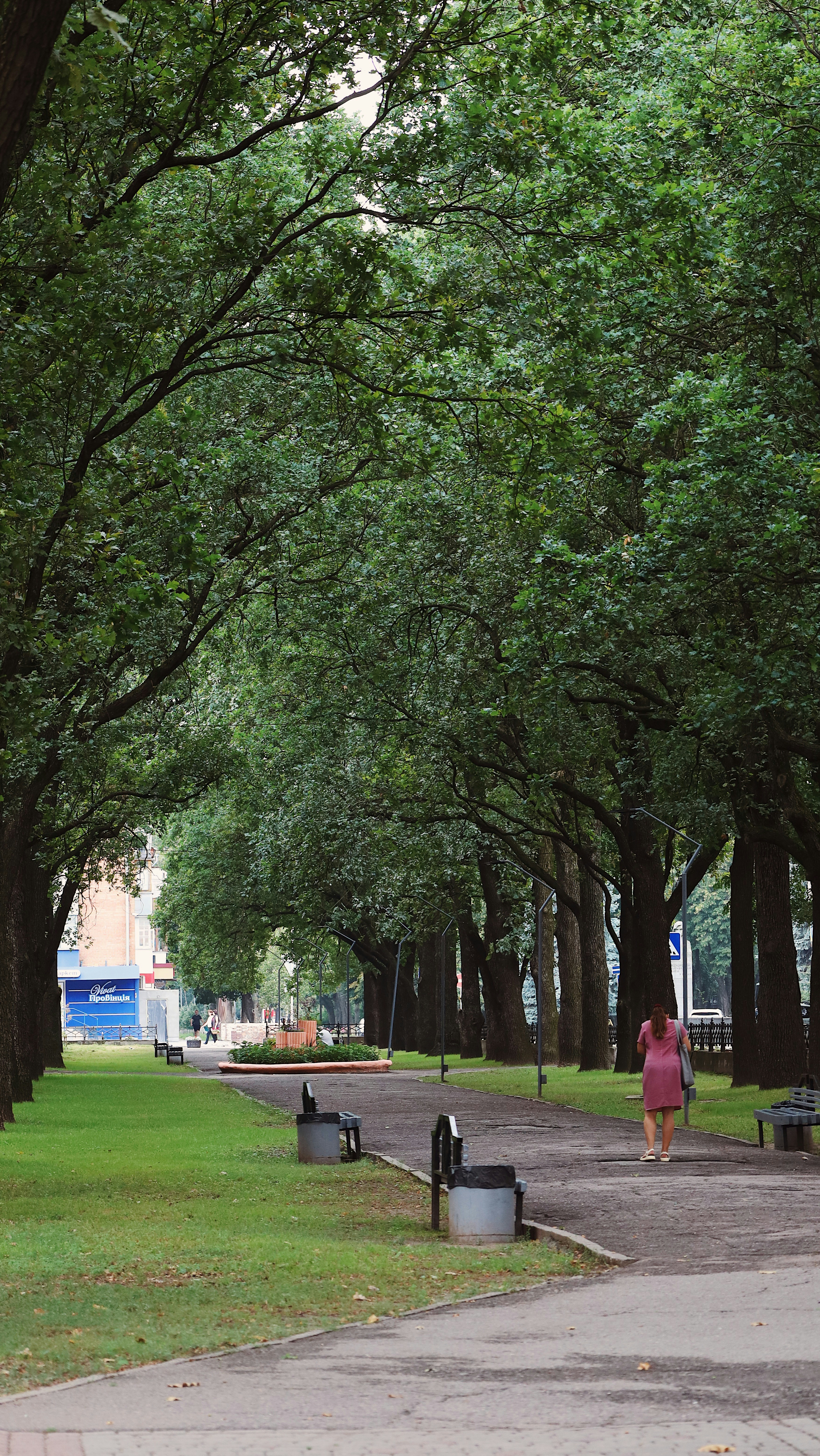 Pink-clad wanderer beneath a cathedral of trees along a sun-dappled park path