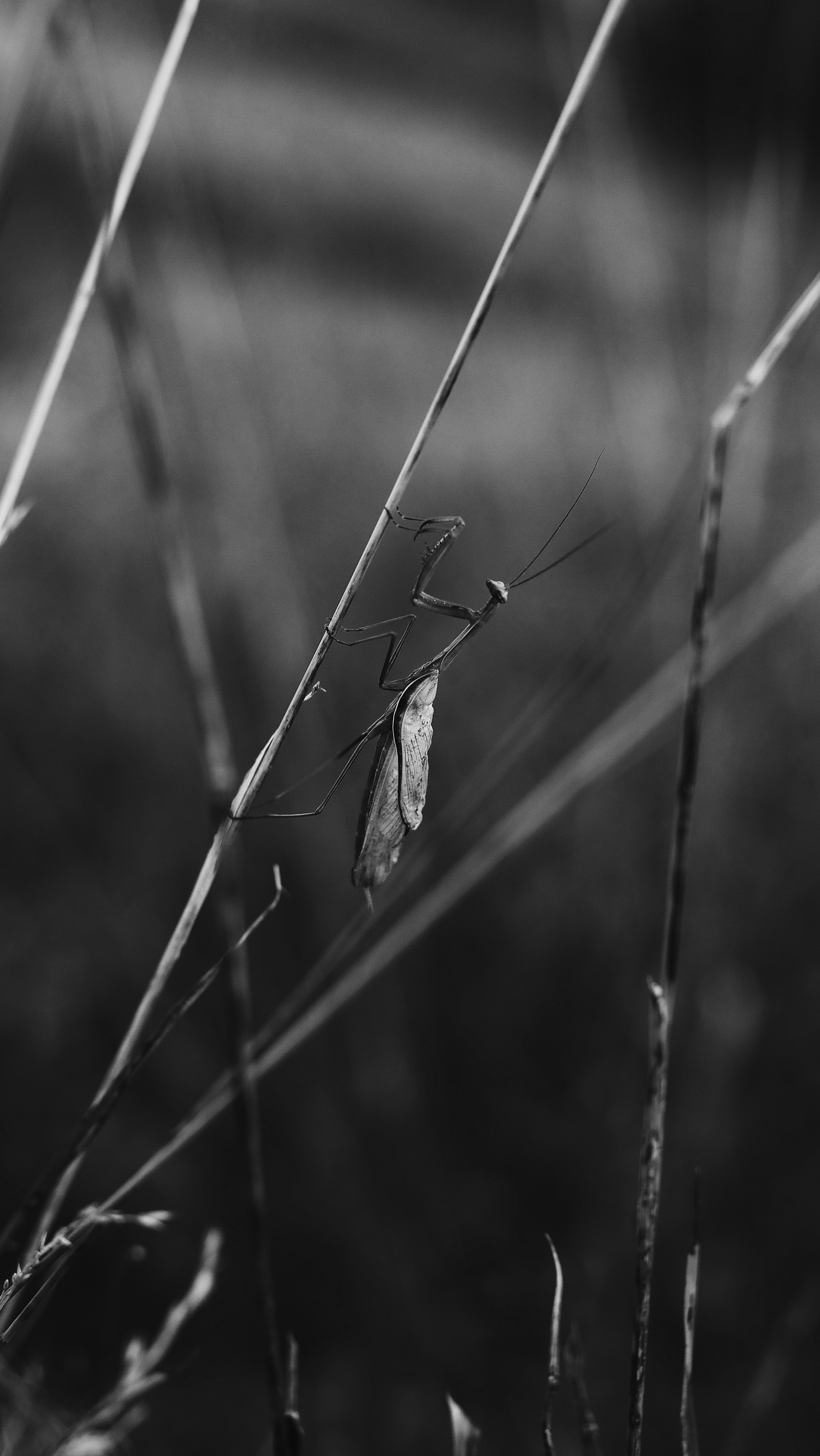 Quiet Flight in Monochrome: a Moth Pauses on Dry Grass