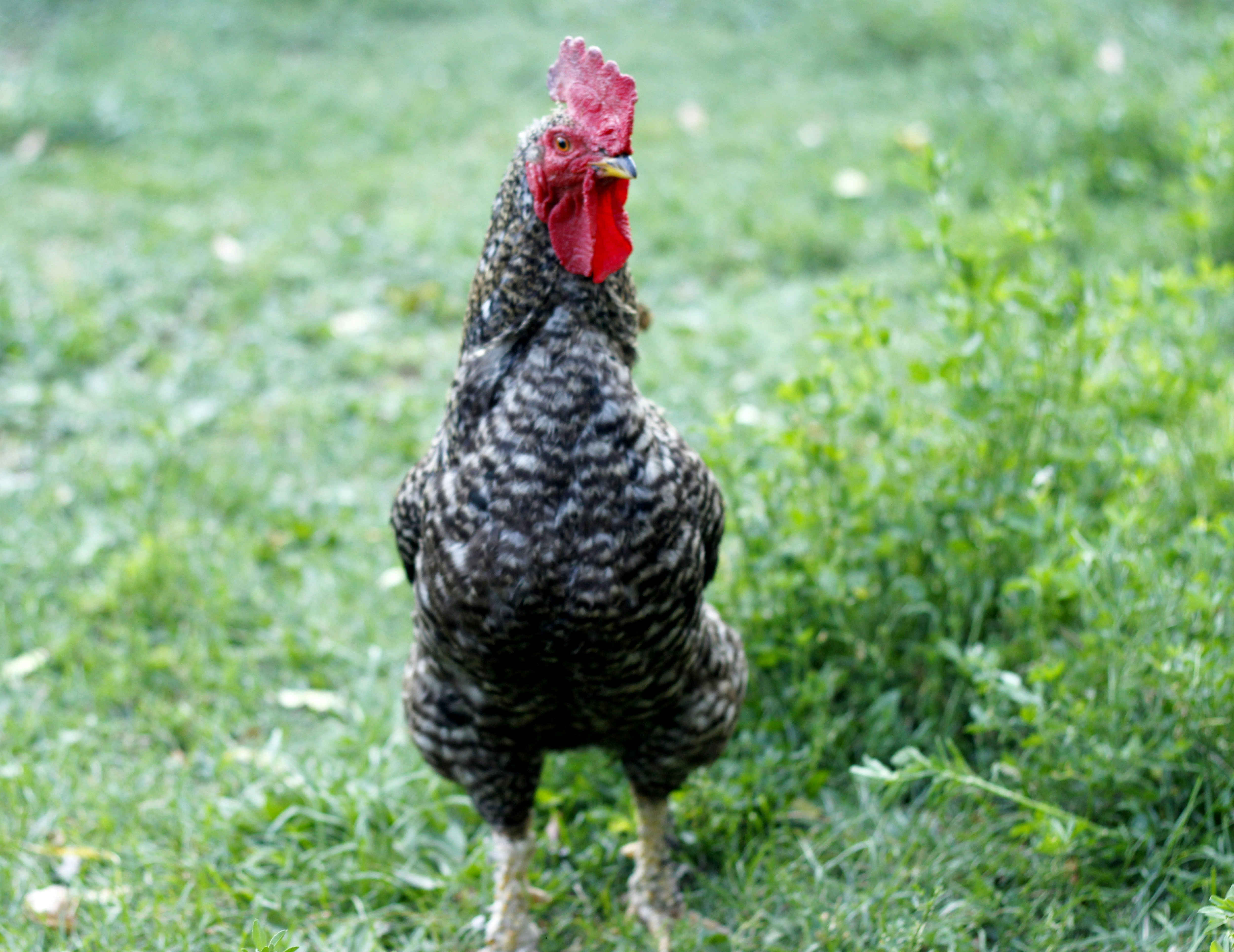 The Proud Rooster: A Farmyard Sentinel