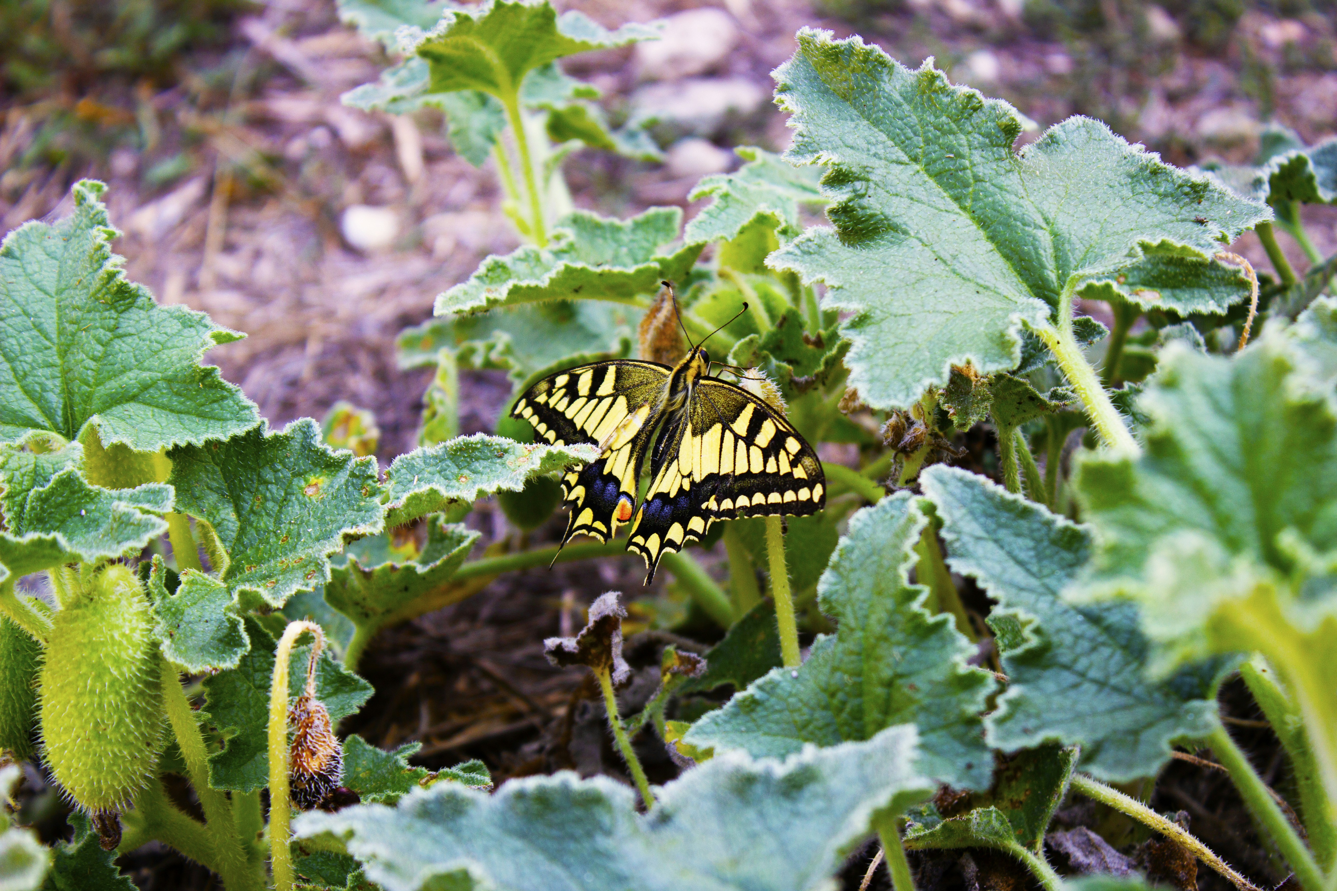 Yellow Swallowtail Resting Among Velvet Green Leaves
