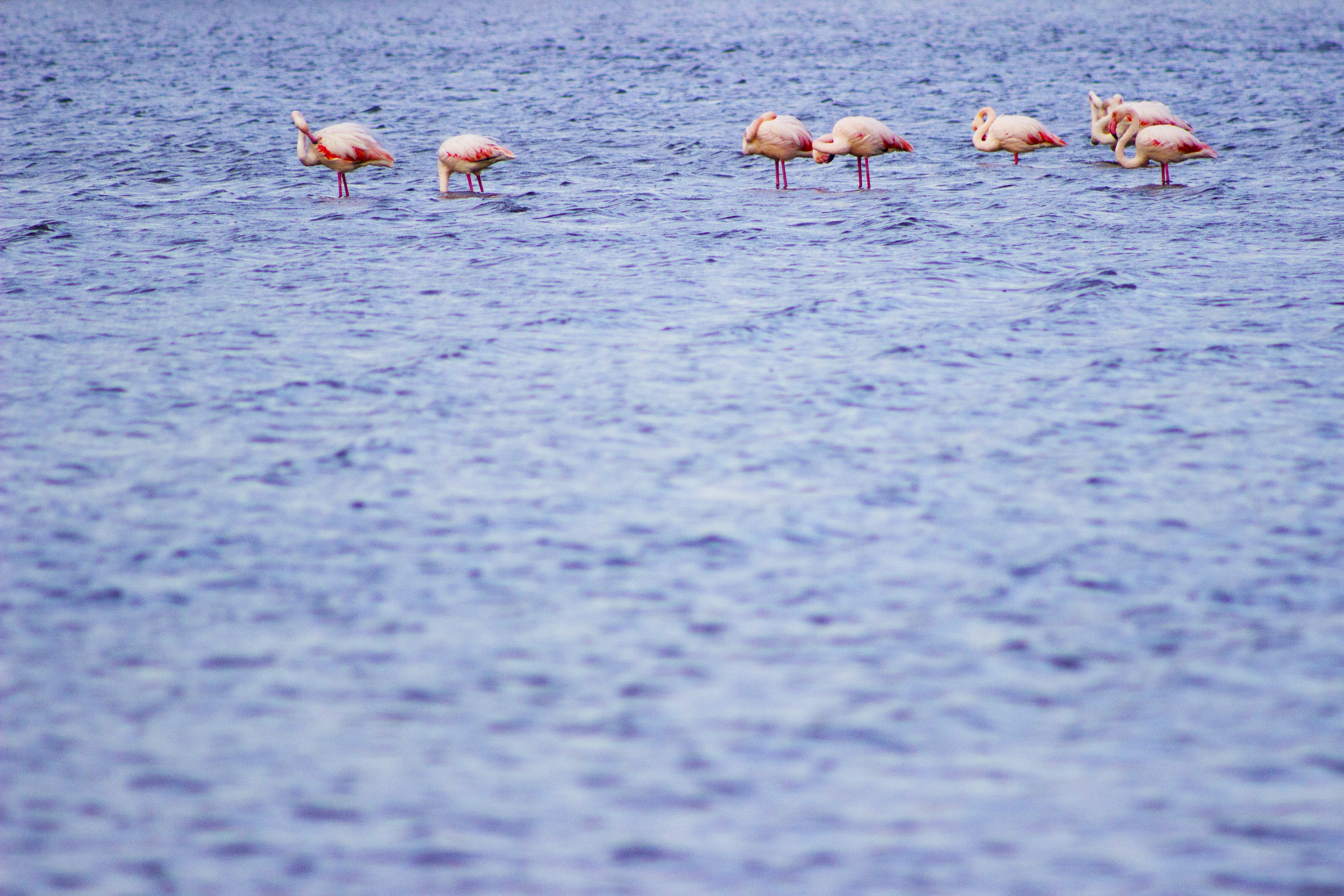 Row of Flamingos in a Serene Blue Lagoon