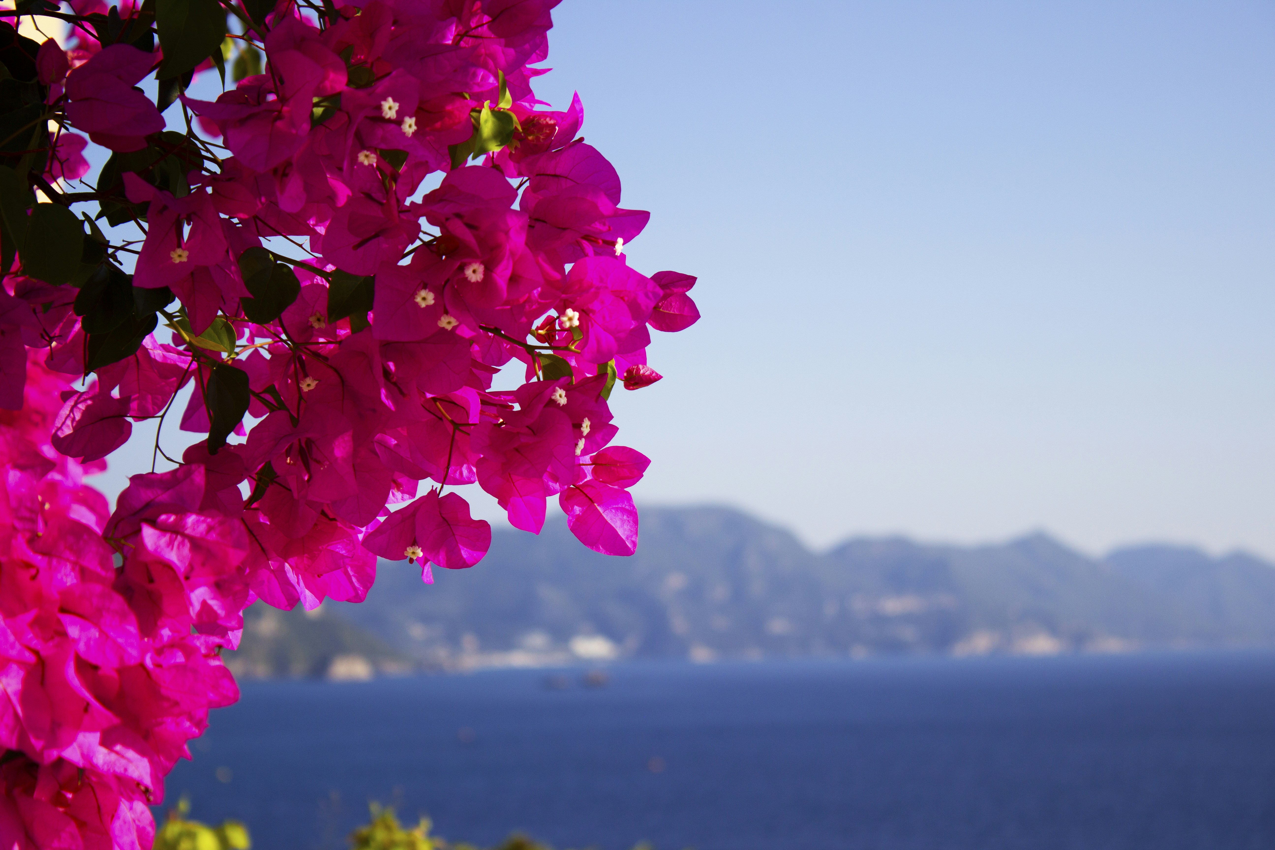 a view of a body of water with a lot of purple flowers