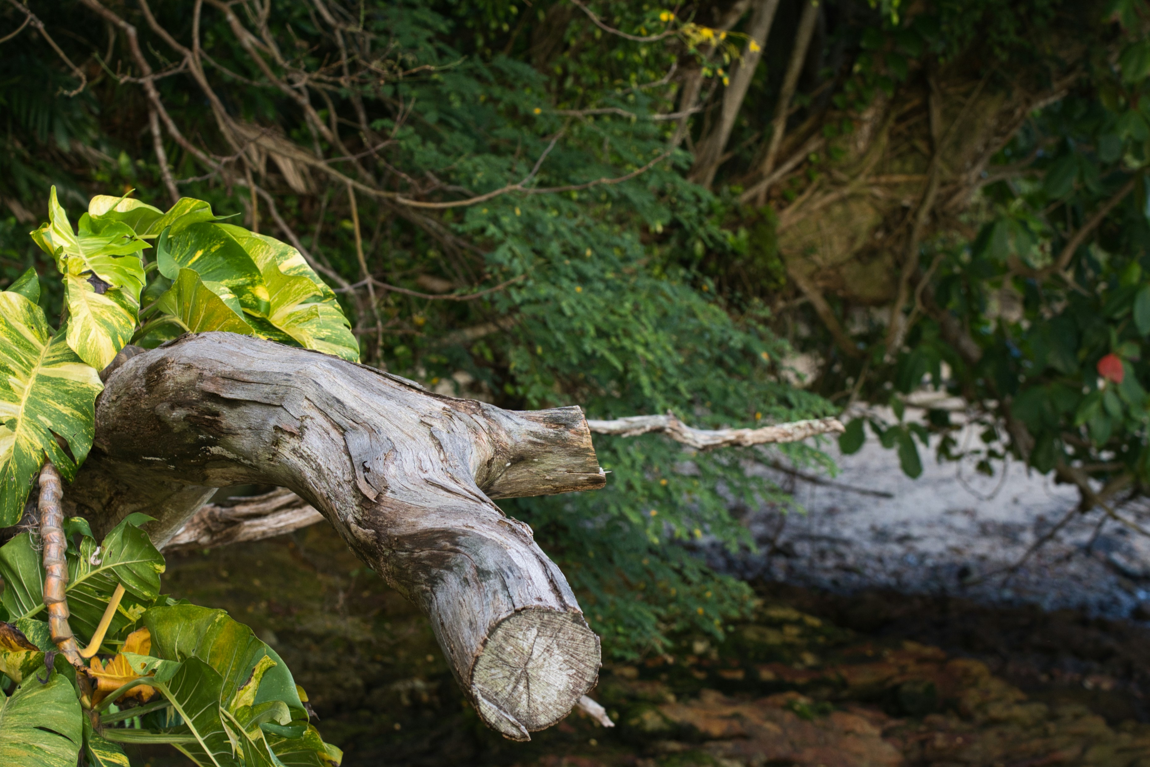 A branch of a tree that has fallen over photo – Free Singapore Image on ...