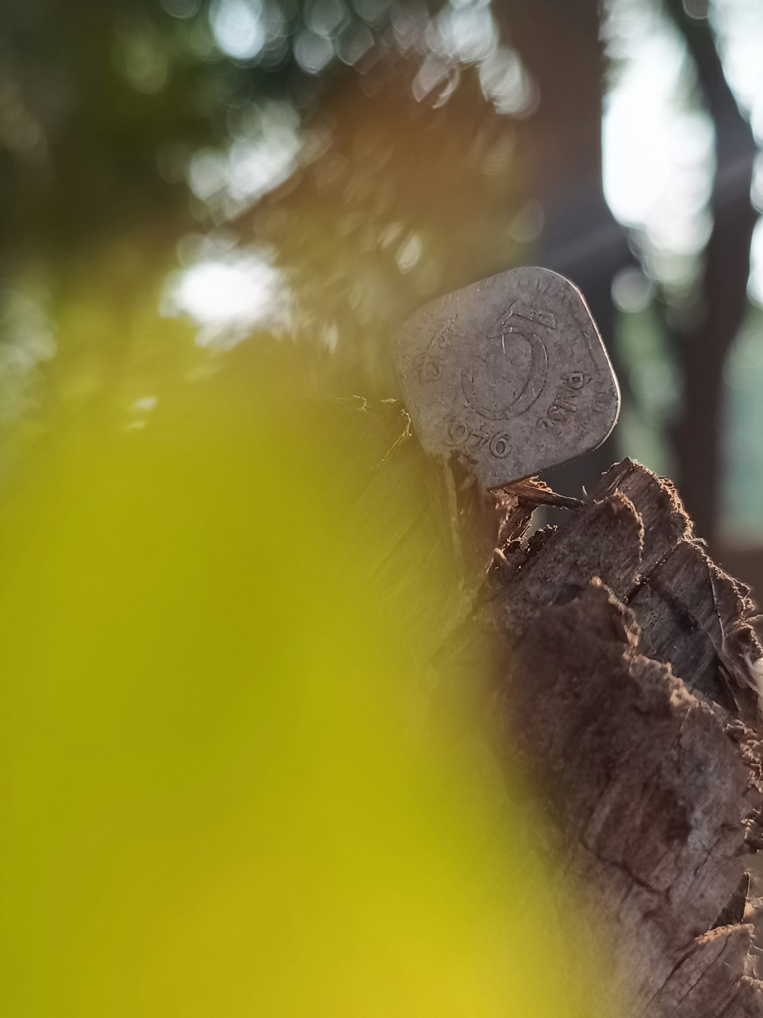 A Quiet Coin Nestled on a Weathered Stump Amid Dappled Forest Light