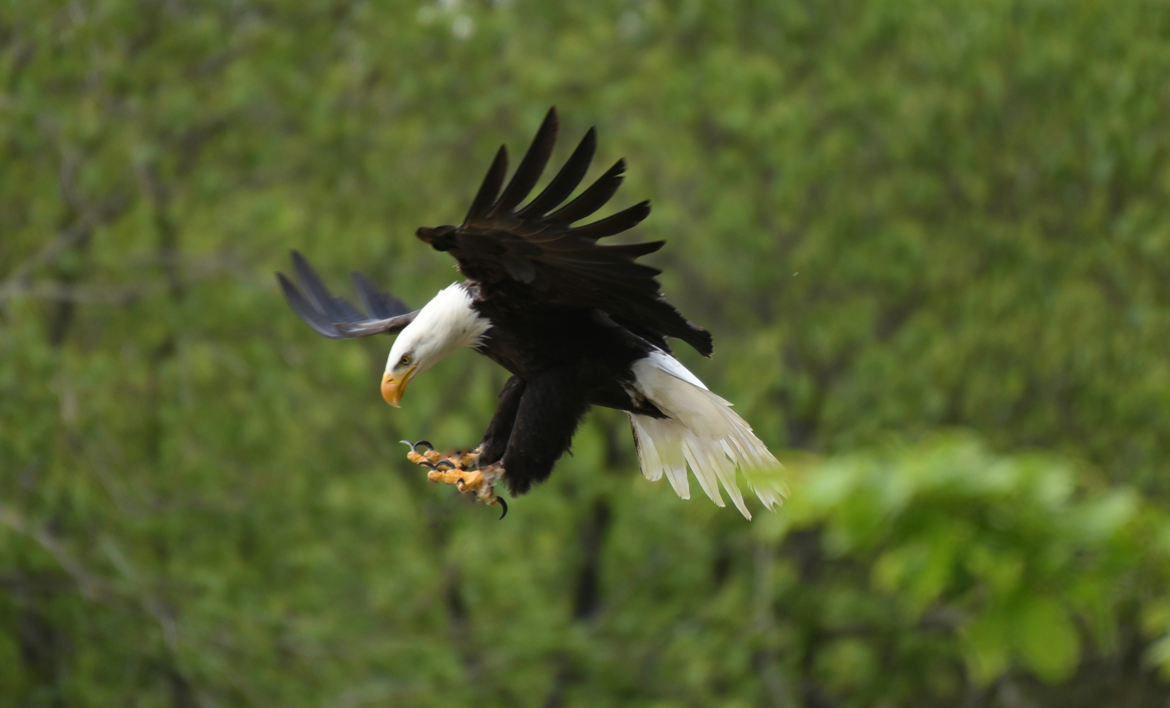 A Bald Eagle in Bold Flight: Talons Poised Over Emerald Canopy