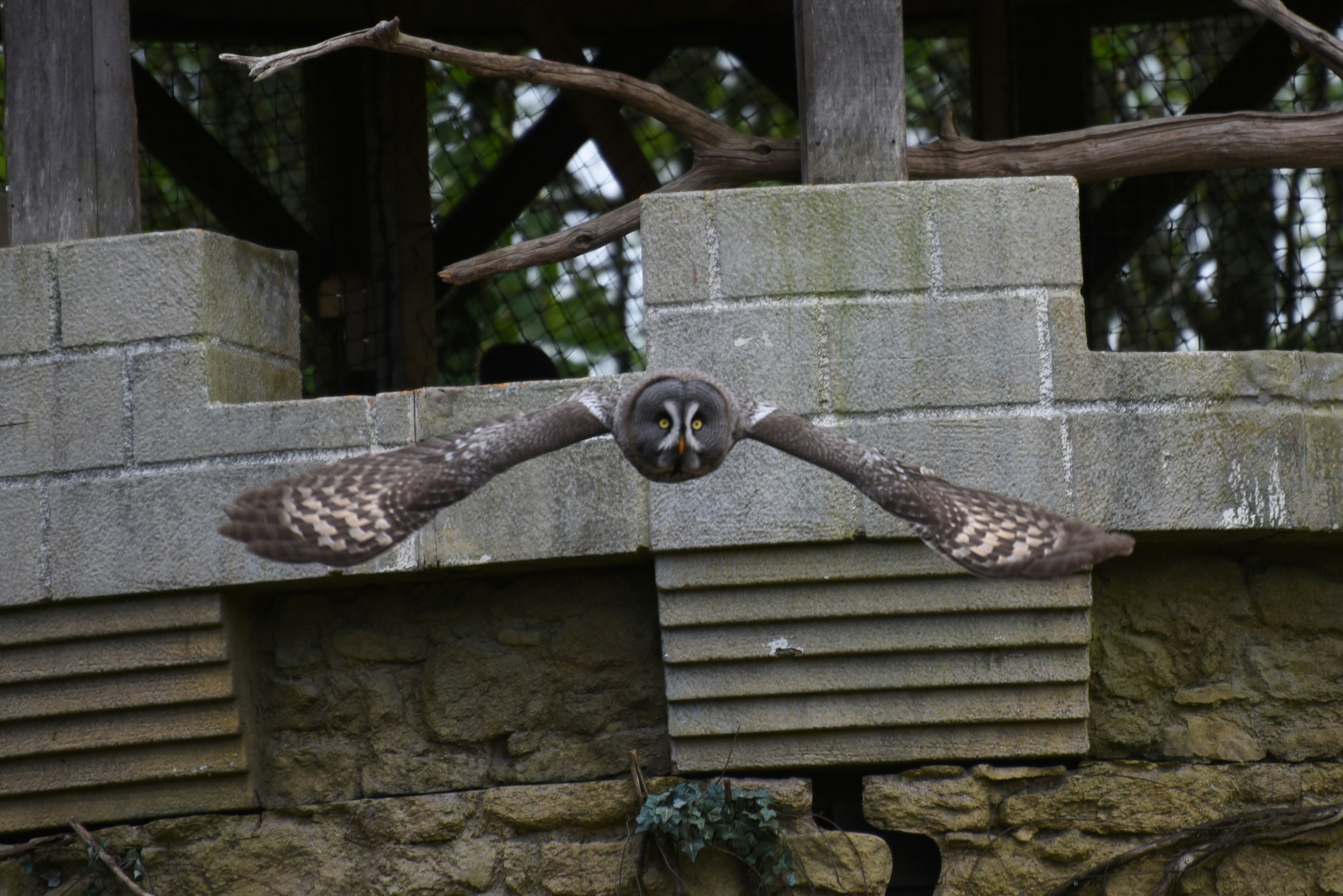 50,000+ Flying Owl Pictures | Download Free Images on Unsplash