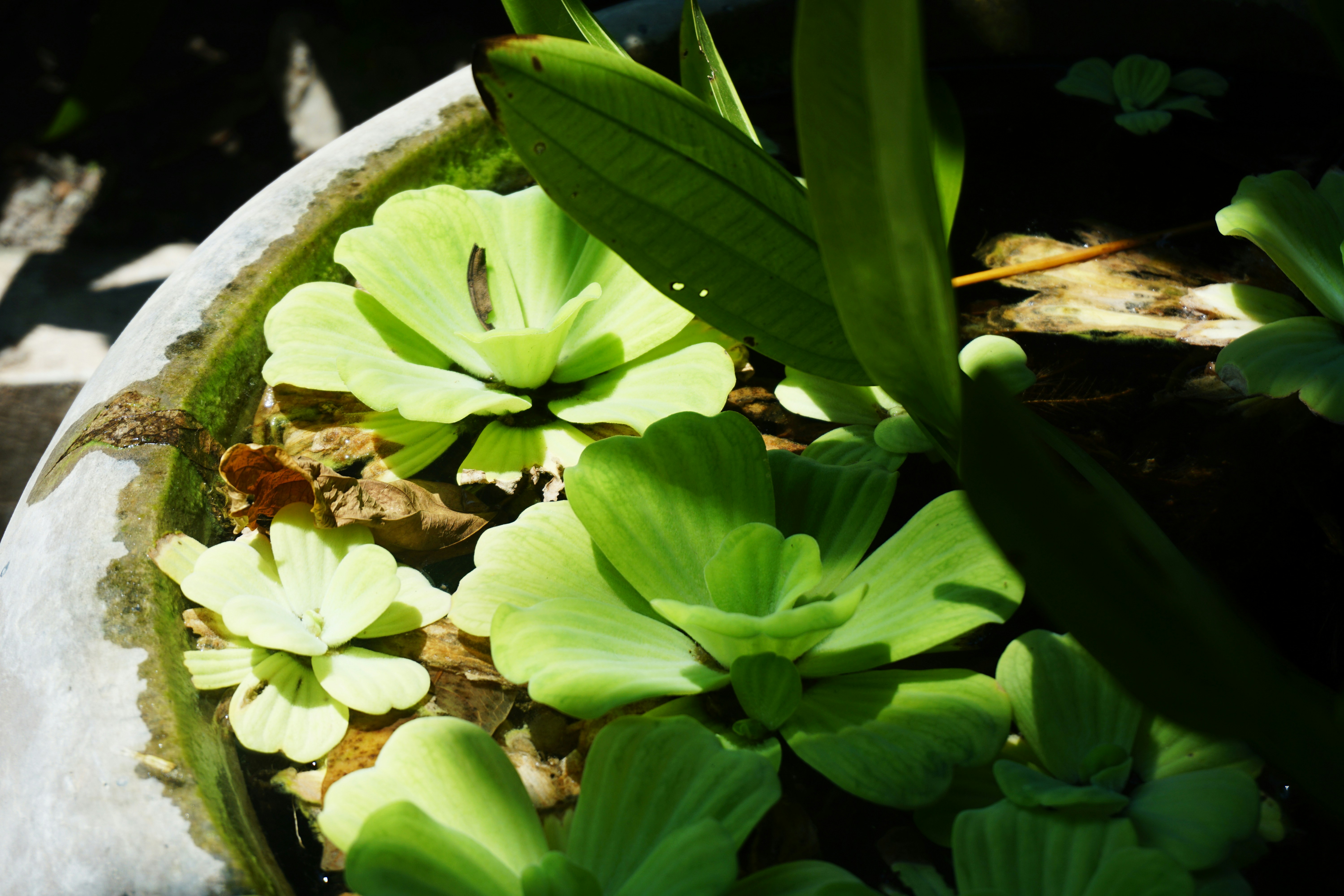 Sunlit Emerald Rosettes in a Weathered Planter