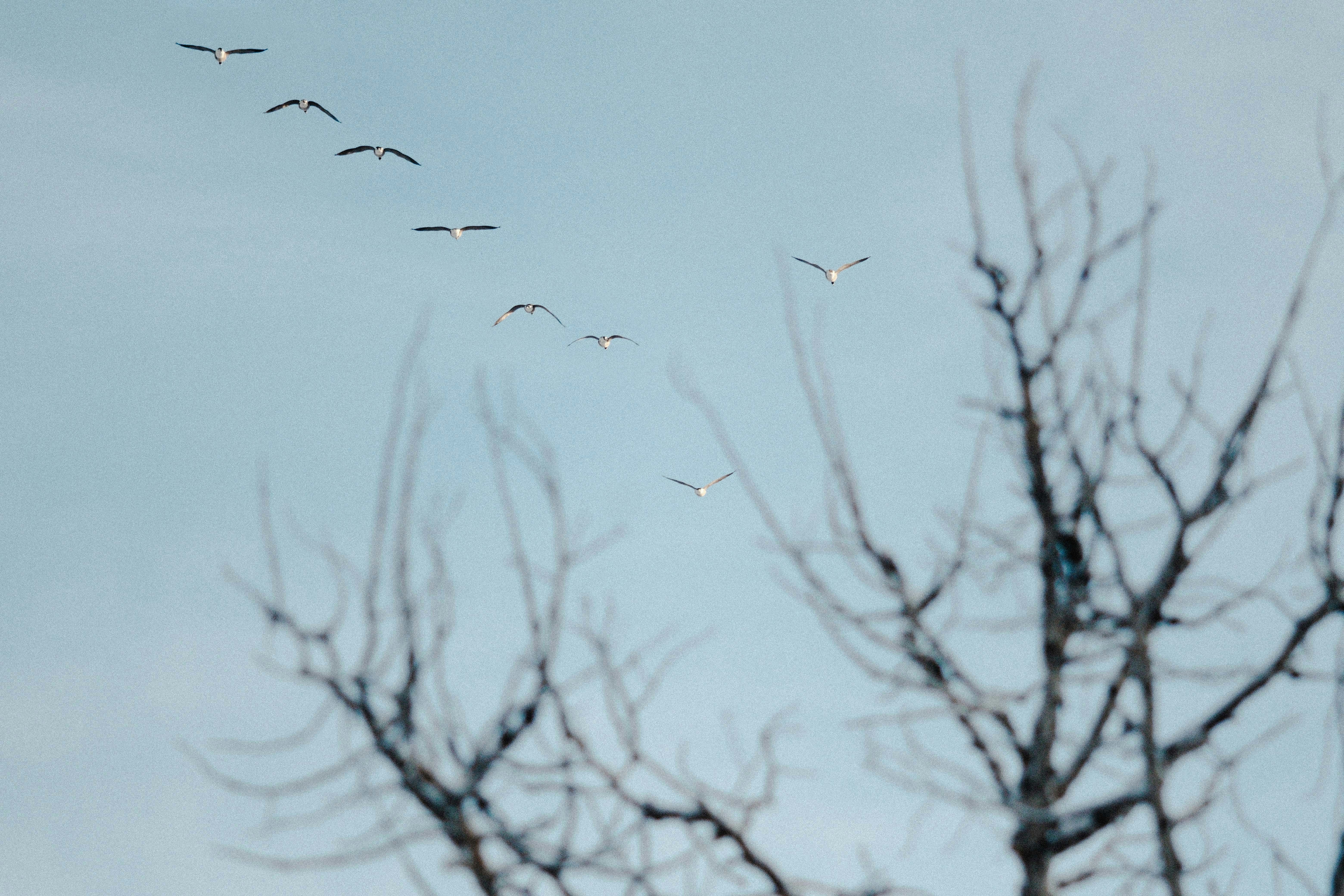 A flock of birds flying over a tree photo – Free Grey Image on Unsplash