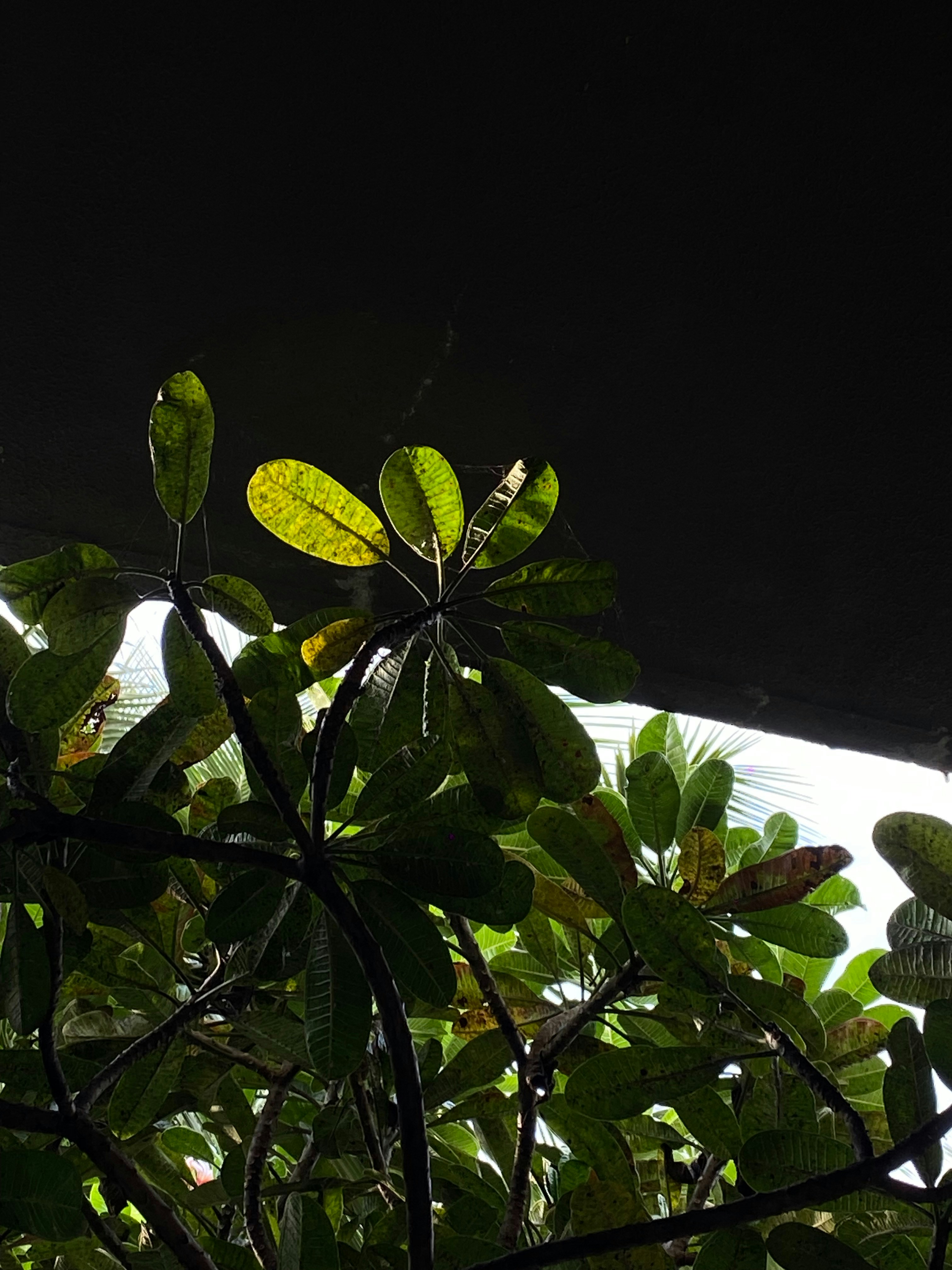 Backlit Canopy: Leaves Revealed by a Narrow Sky Opening