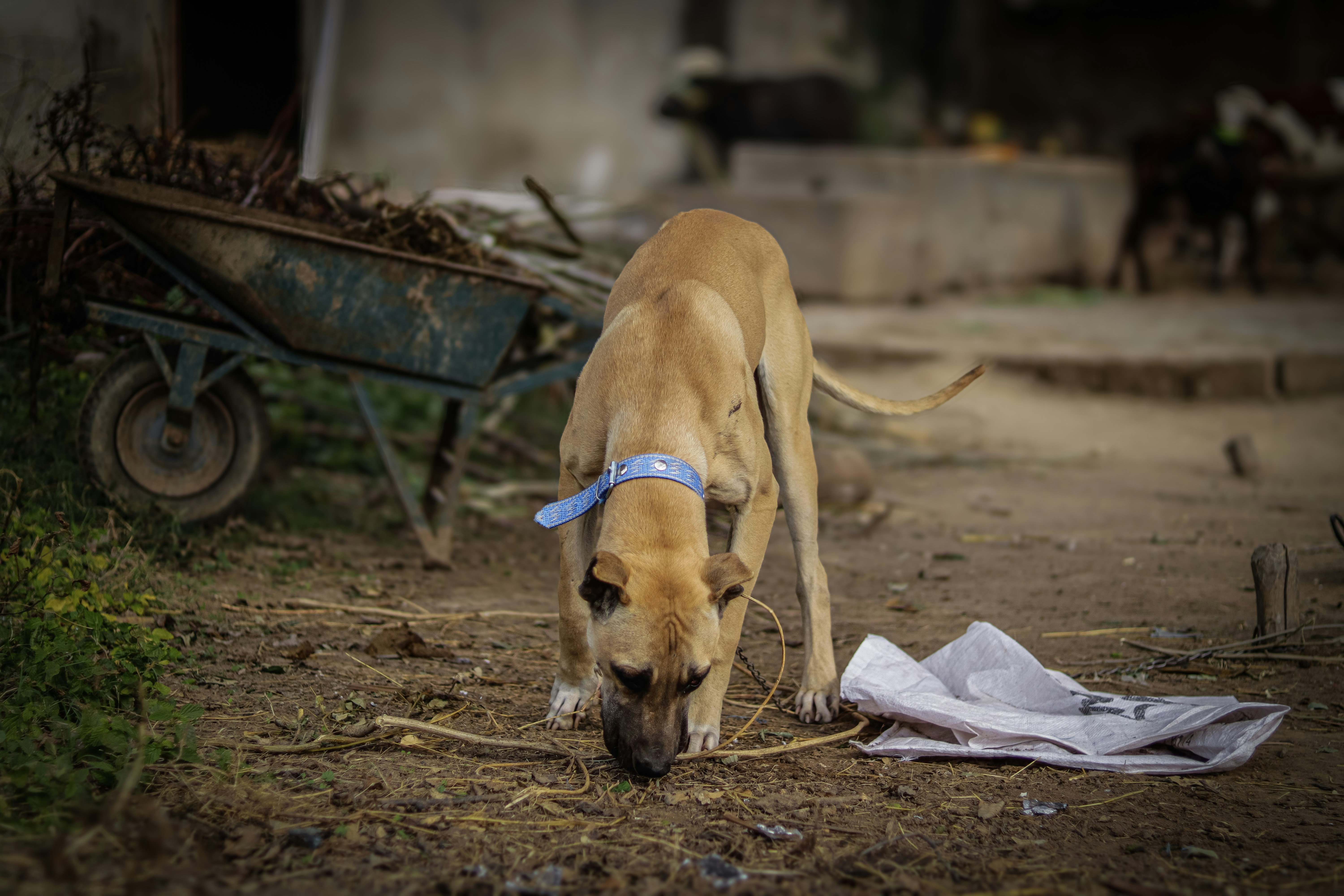 A dog sniffing a piece of paper on the ground photo – Free Gujrat Image ...