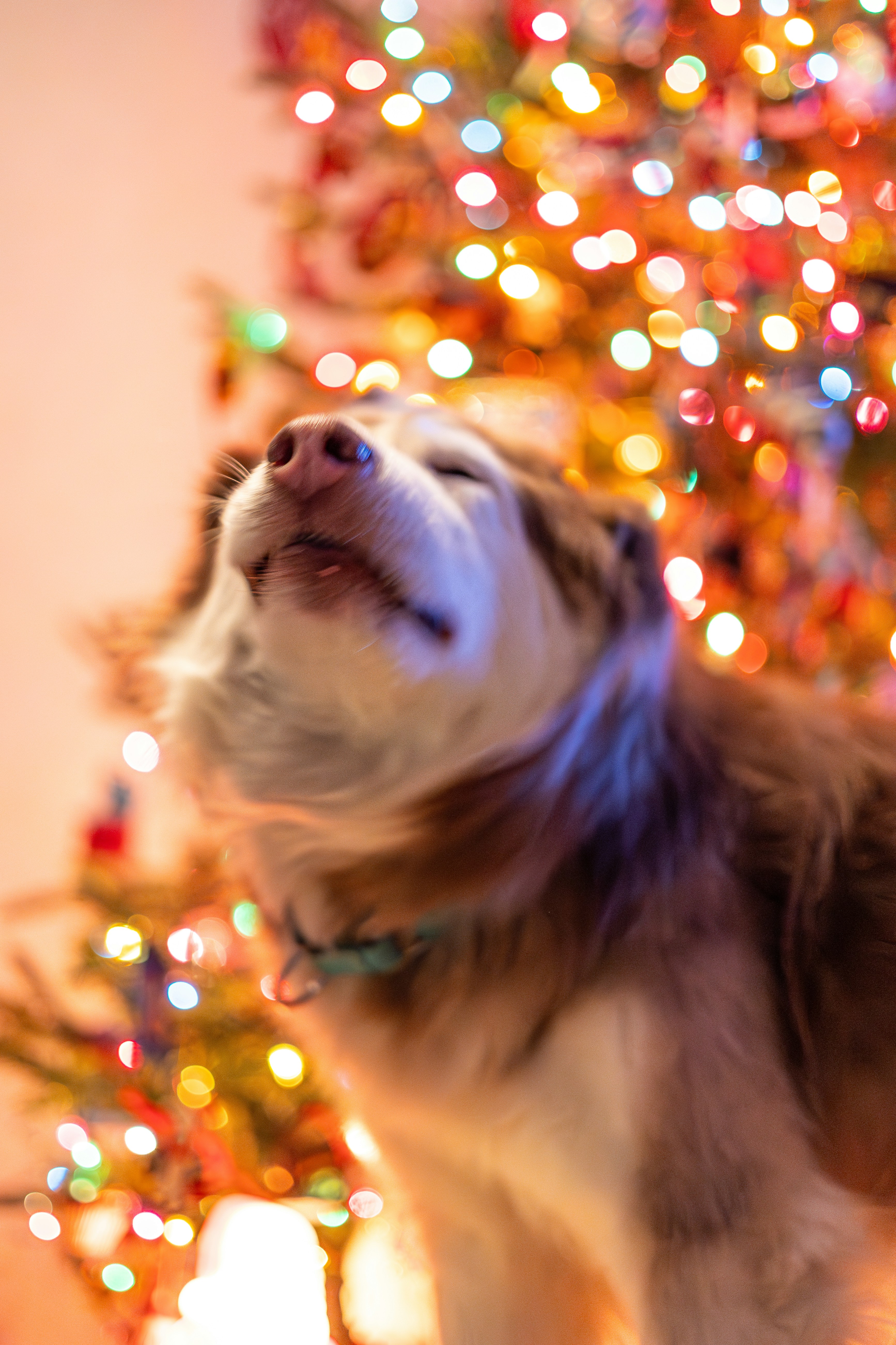 Nose to the Holiday Glow: A Husky Under a Tree of Christmas Lights